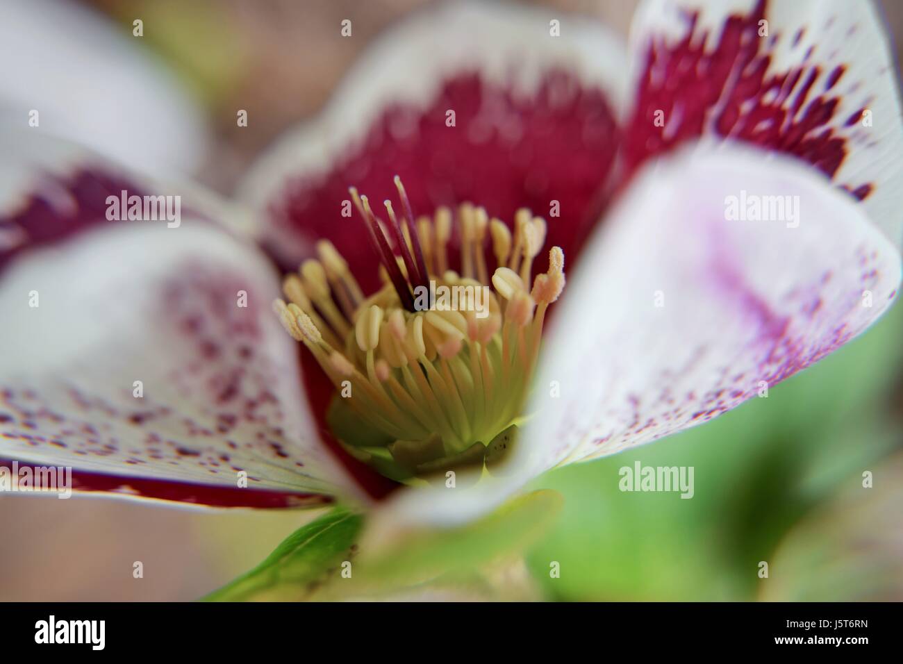 Pink Hellebore Flower Stock Photo - Alamy