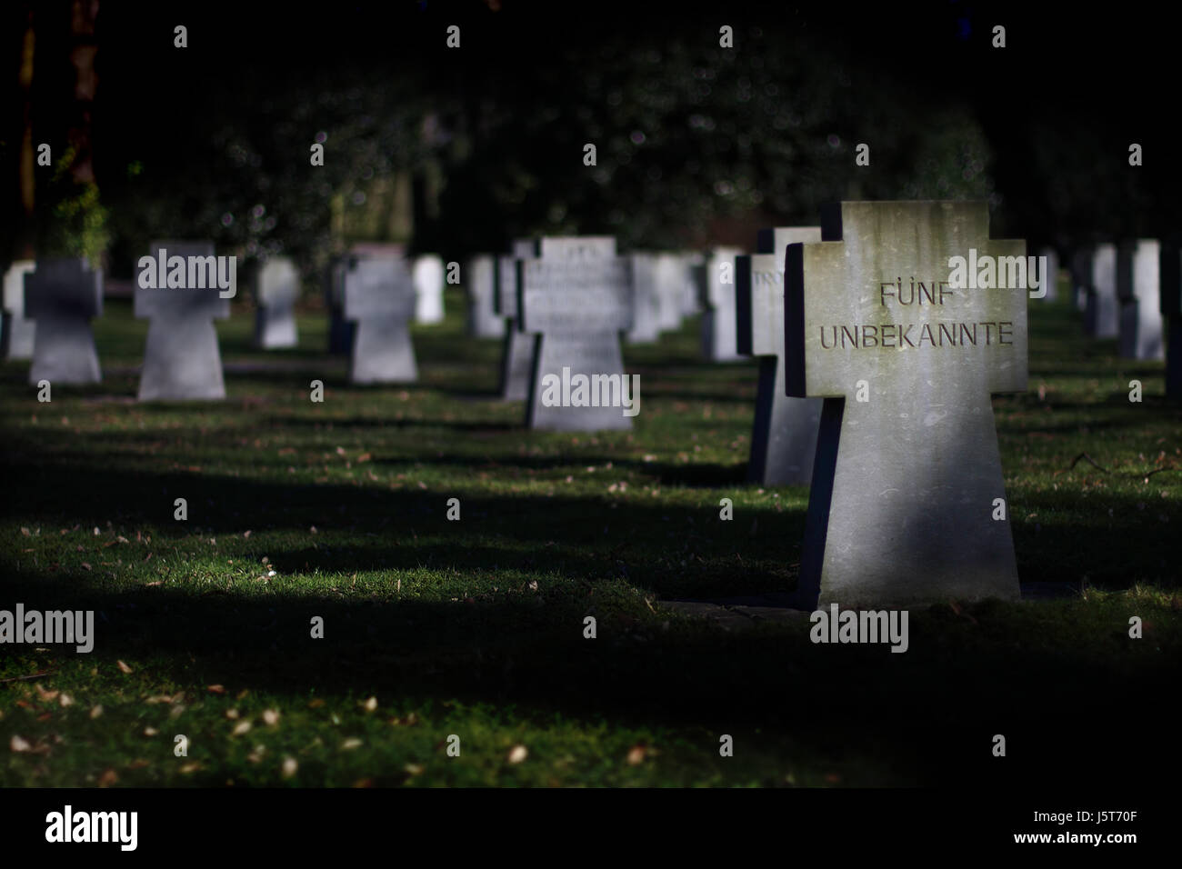 tree trees cemetery graves tombstones meadow shaddow shadow shine ...