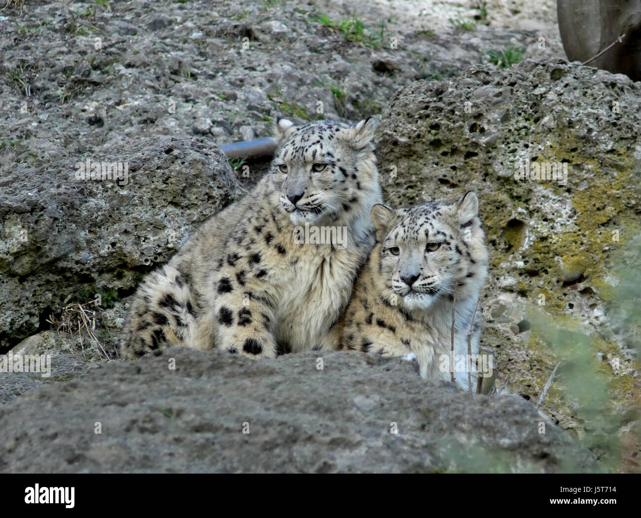 young snow leopard Stock Photo - Alamy