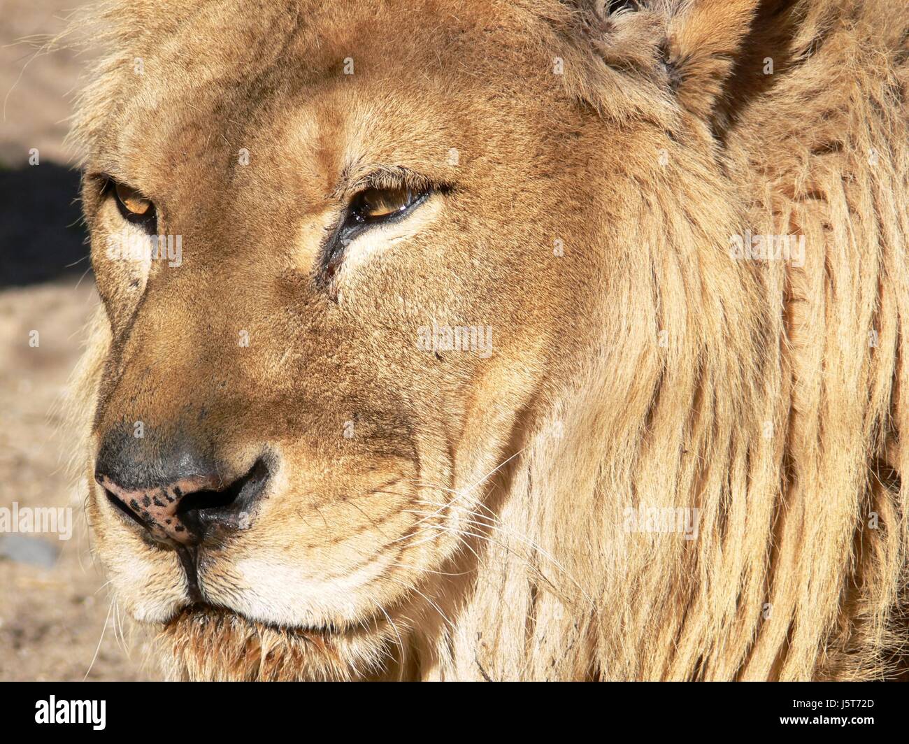 wild lion cat big cat feline predator predator pussycat domestic cat ...