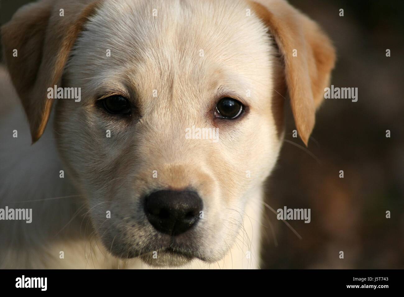 portrait dog puppy cub baby more retriever macro close-up macro ...
