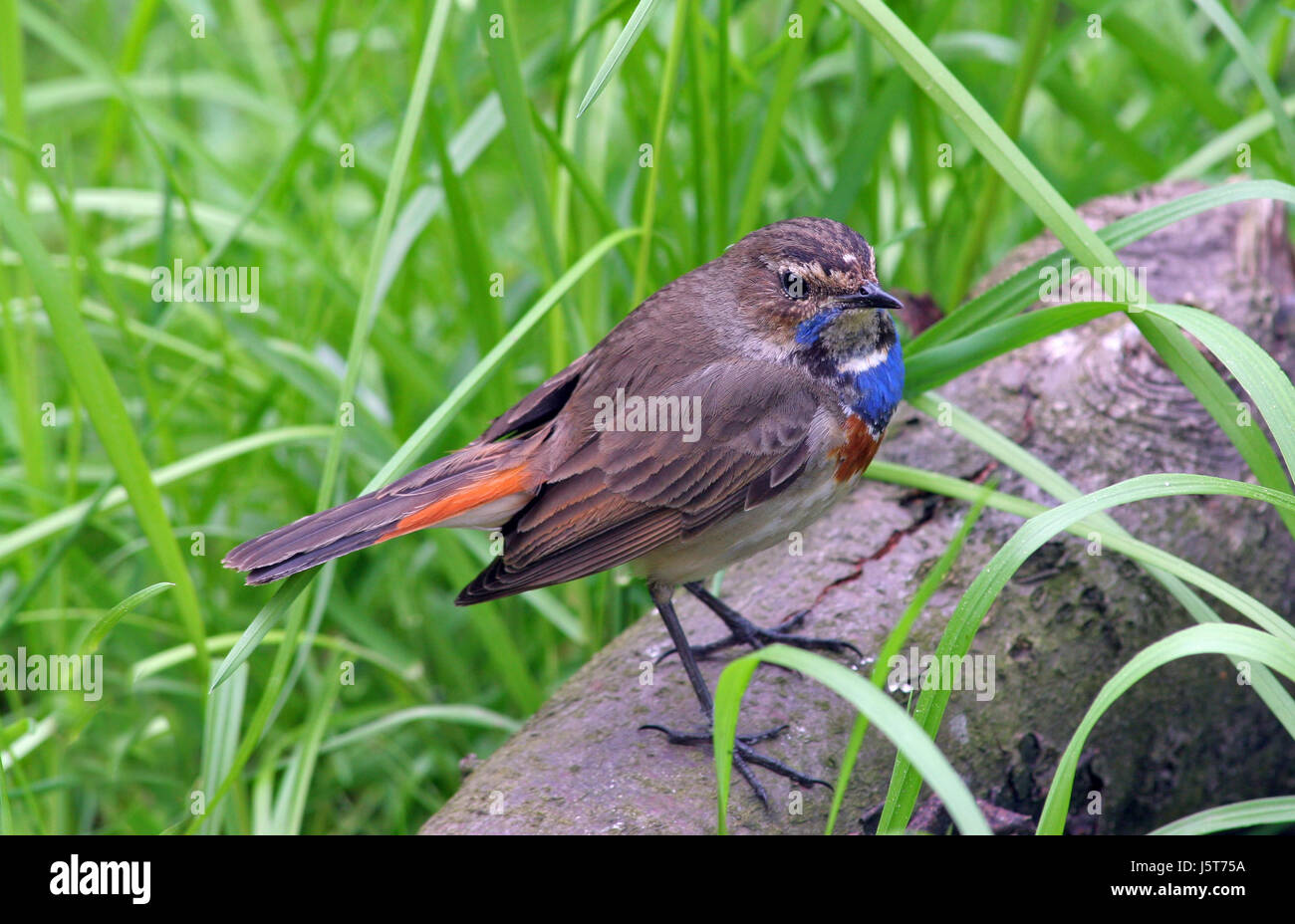 blue bird animals birds singing-bird bobolinks nature legs blue ...