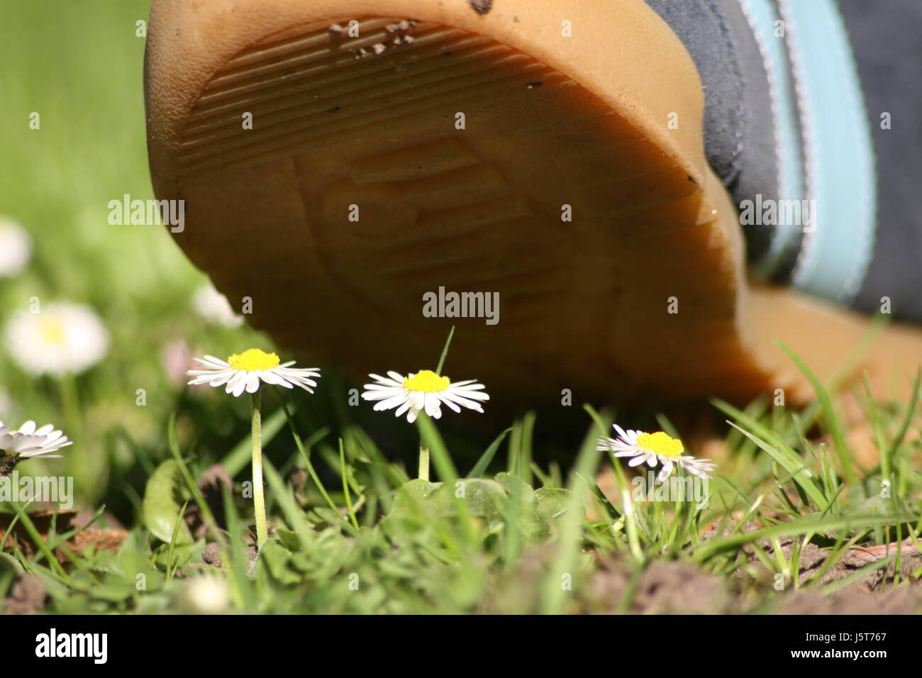 flower plant careful caution daisy tread trample nature shoe steps step ...