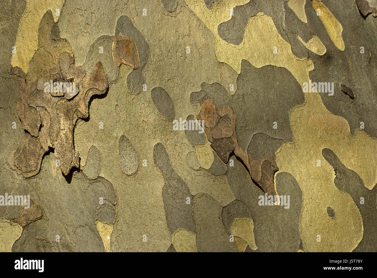 bark sycamore nature tree trees bark sycamore sycamores design shaping ...