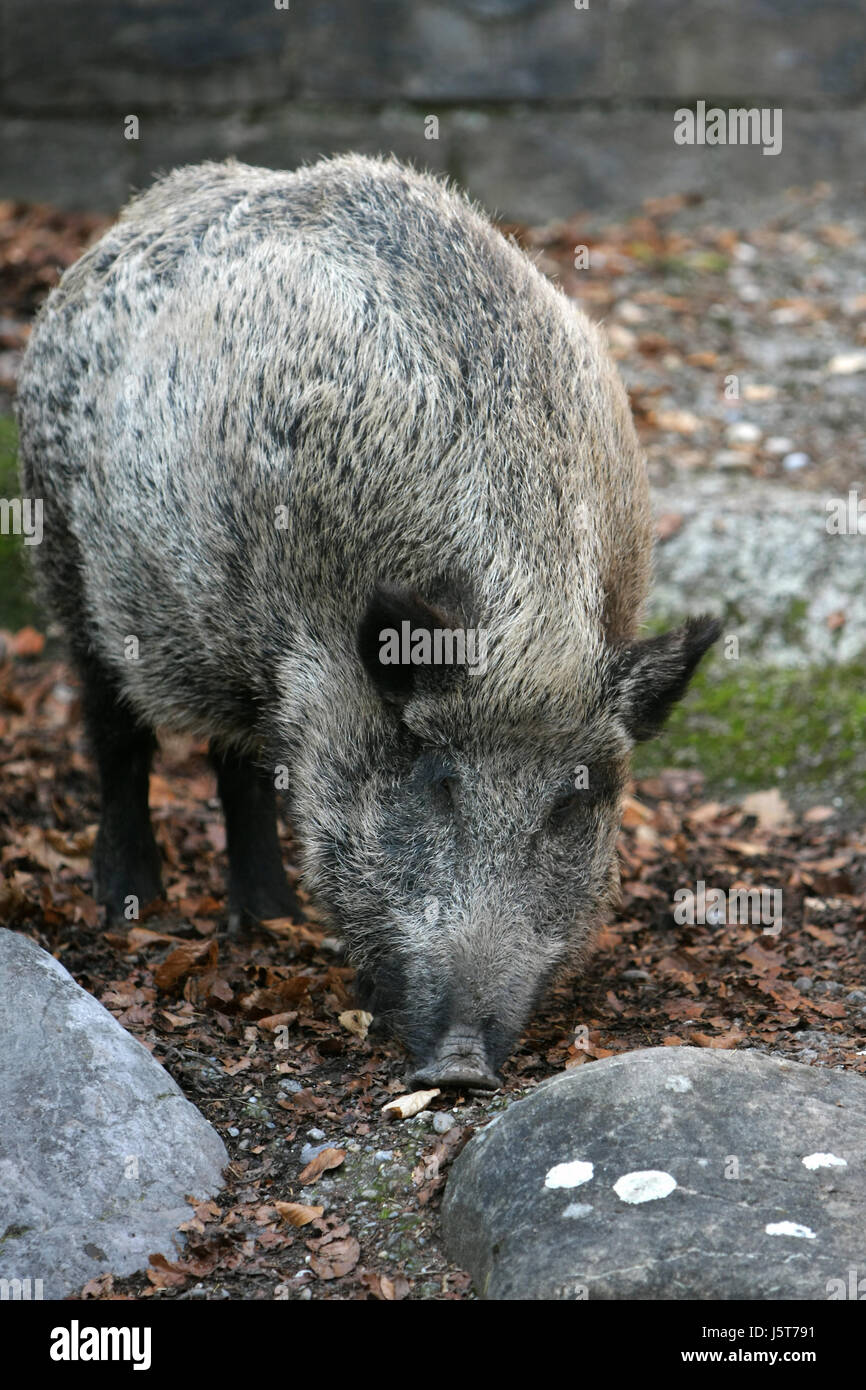 wild boar pig wild ears mammals tail wild boar pig bristles pigs forest ...