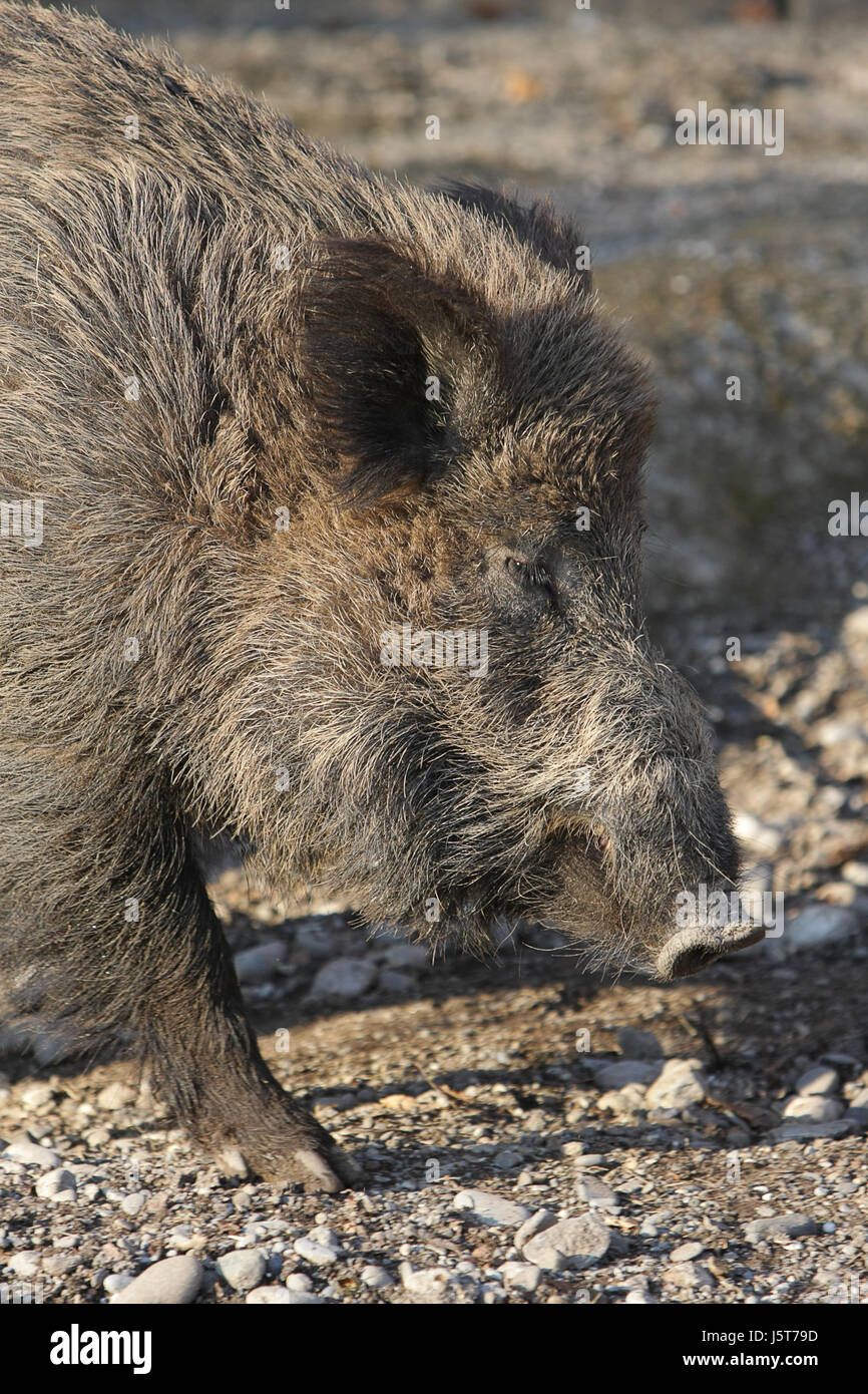 mammal wild wild boar pig wild ears mammals tail wild boar pig bristles ...