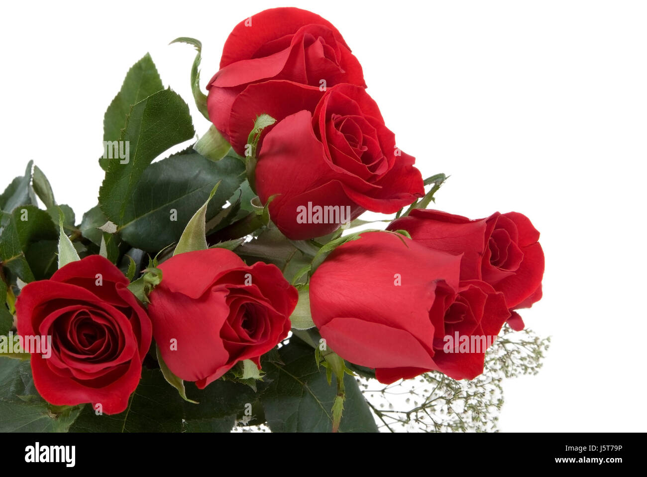 Baccara roses hi-res stock photography and images - Alamy