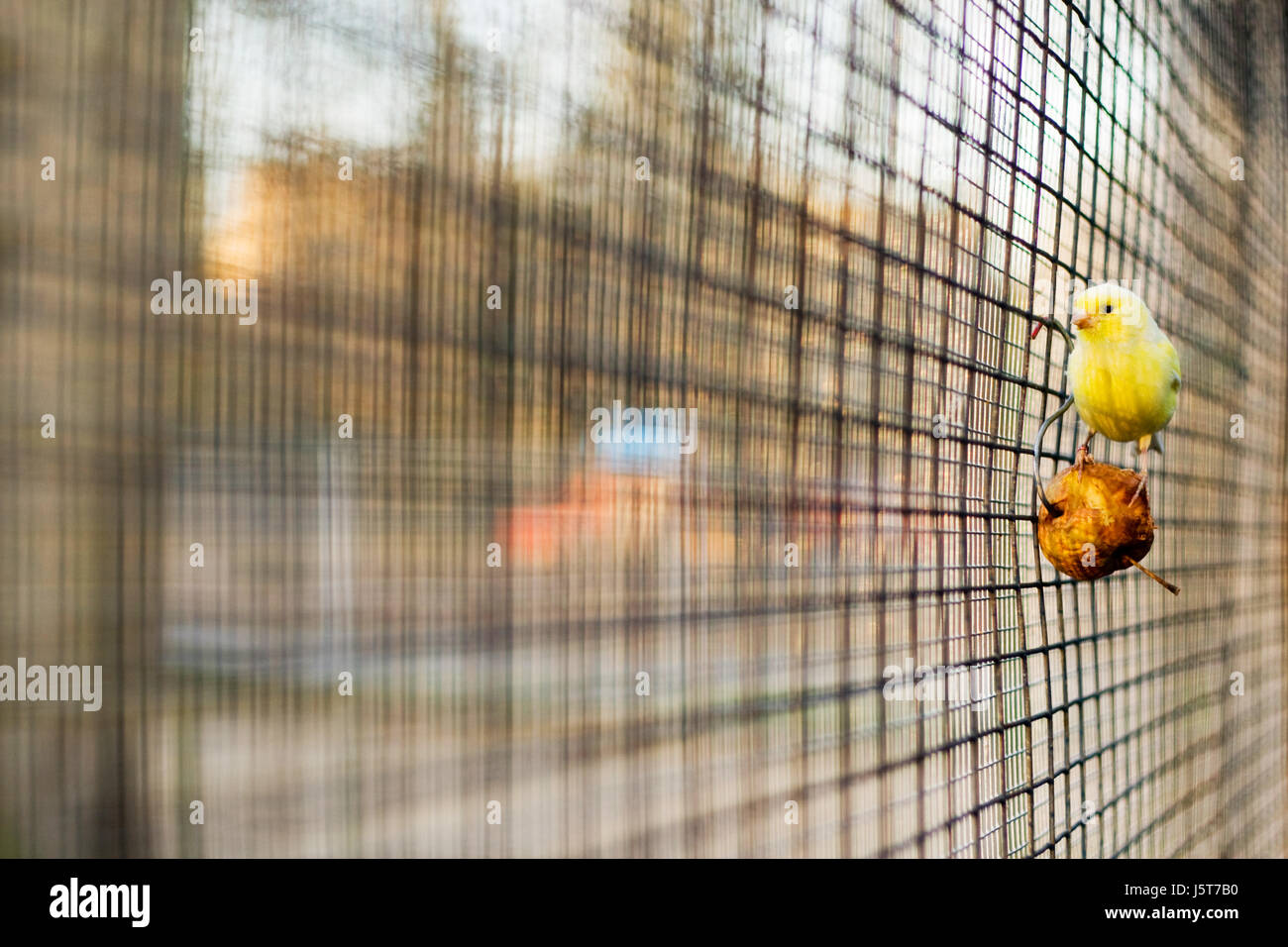fodder bird birds trenchantly canary sharpness fuzziness cage grating ...