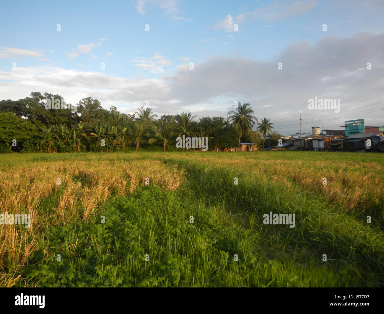This image depicts the agricultural landscape of Caingin in Bocaue ...