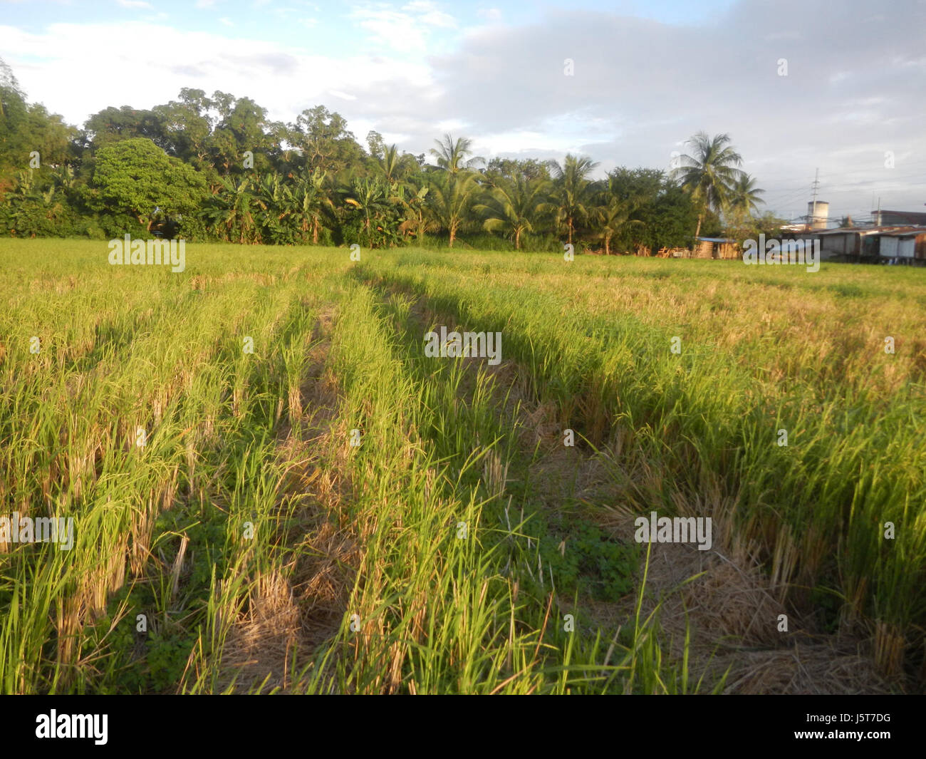 01544 Paddy fields Kans grasslands trees Caingin Bocaue Bulacan ...