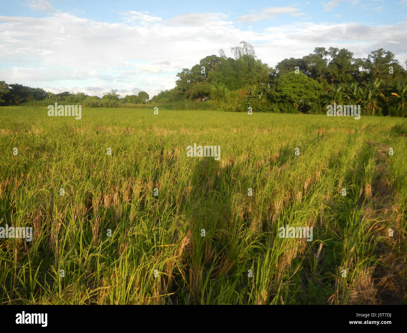 This image captures a rural landscape in Caingin, Bocaue, Bulacan ...