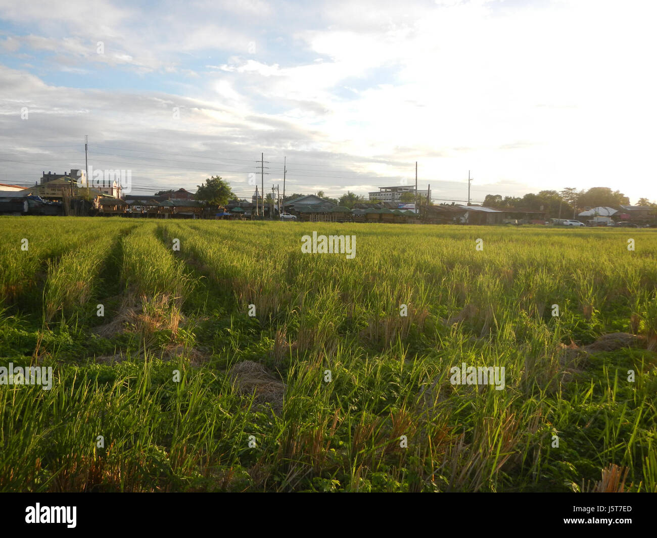 The fields of Caingin, Bocaue, Bulacan, are known for their ...