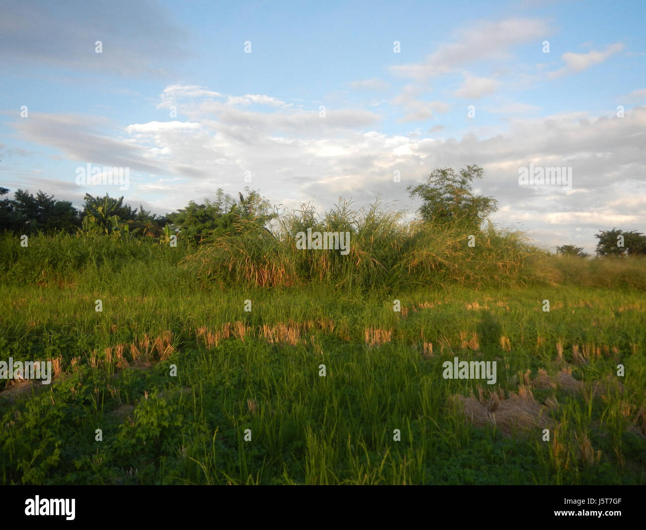 This image features the agricultural landscape of *Caingin*, *Bocaue ...