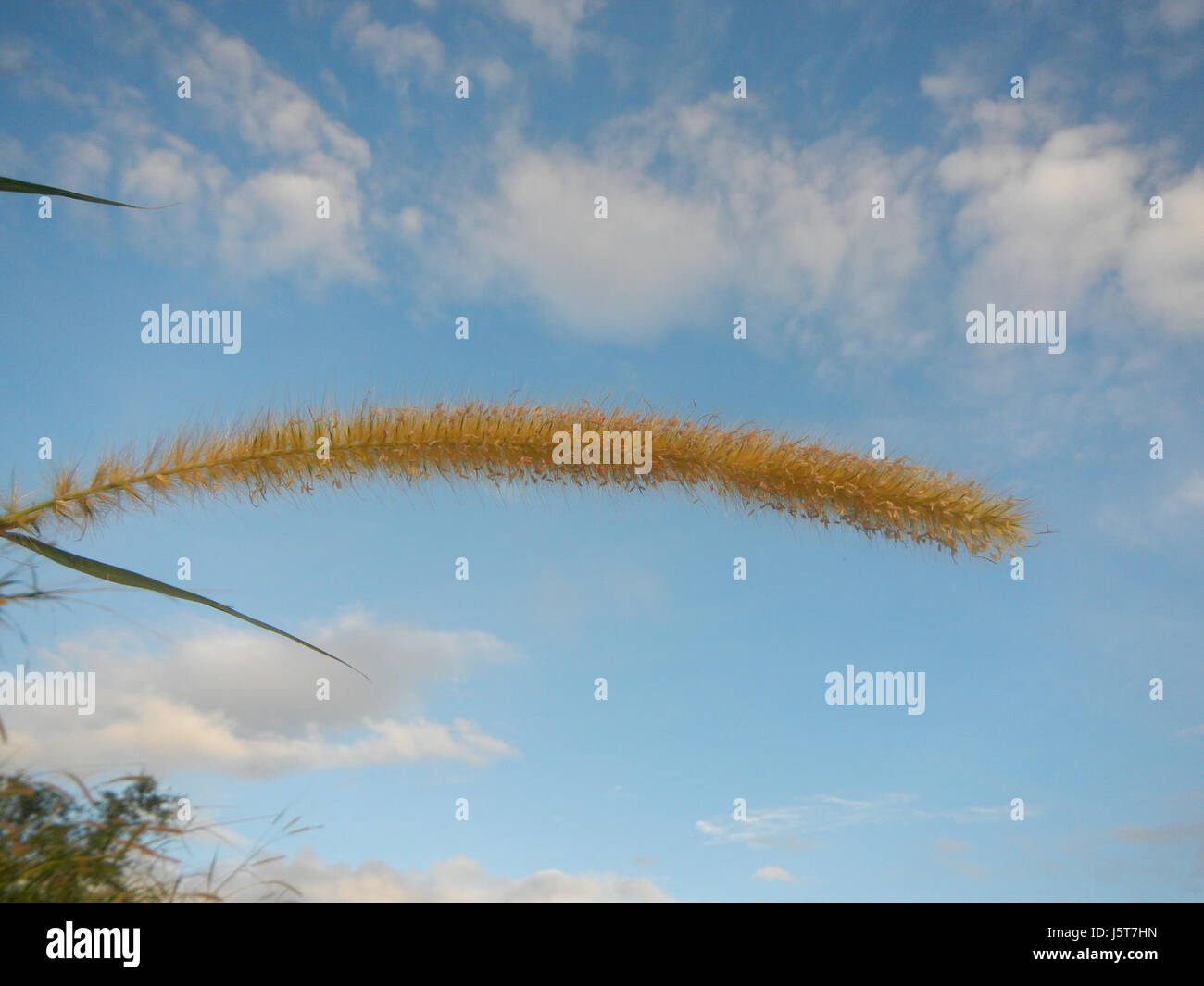 01710 Paddy fields Kans grasslands trees Caingin Bocaue Bulacan ...