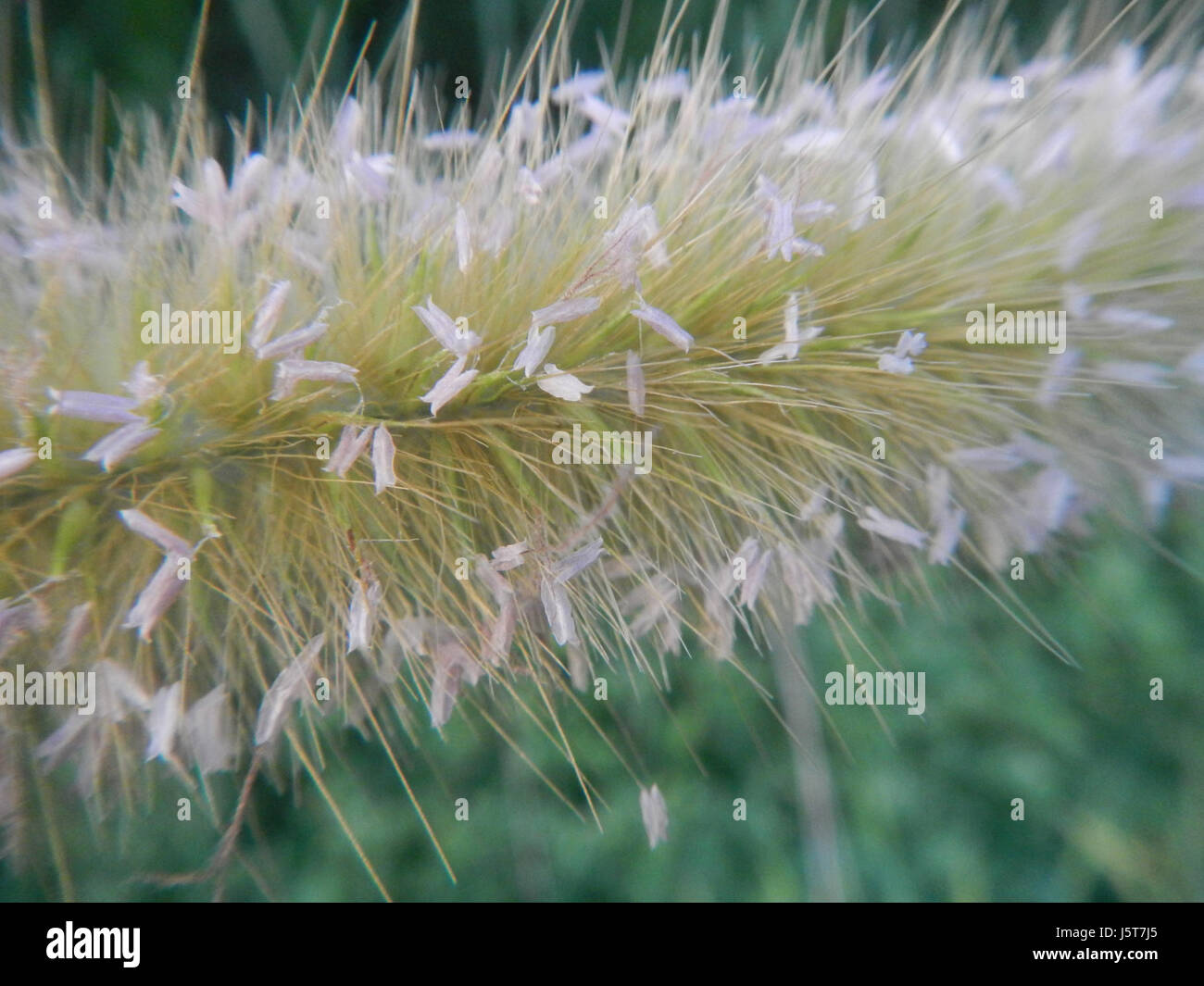 This photograph depicts the rural landscape of Caingin, Bocaue, Bulacan ...