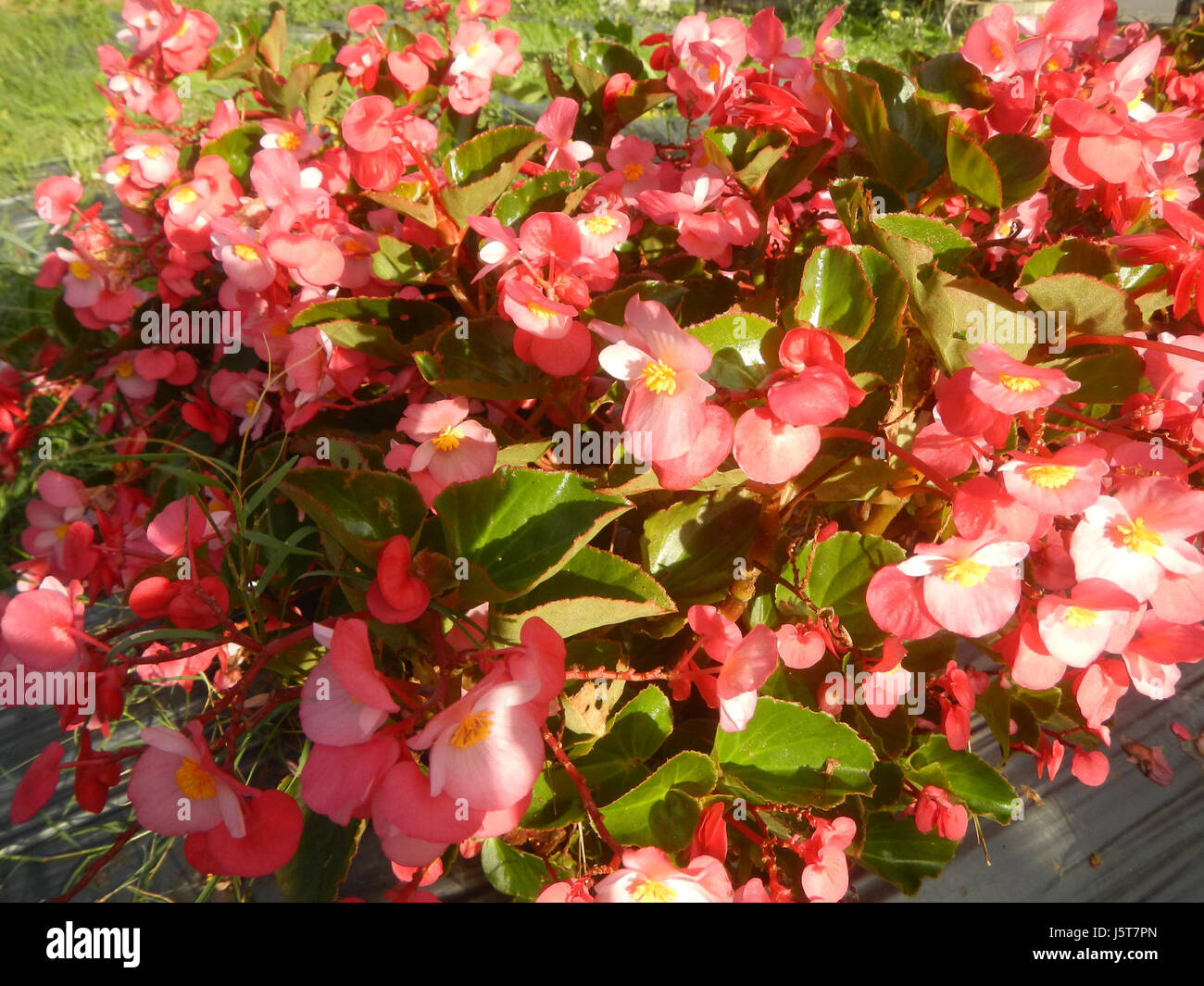 Begonia flowers showcases hi-res stock photography and images - Alamy