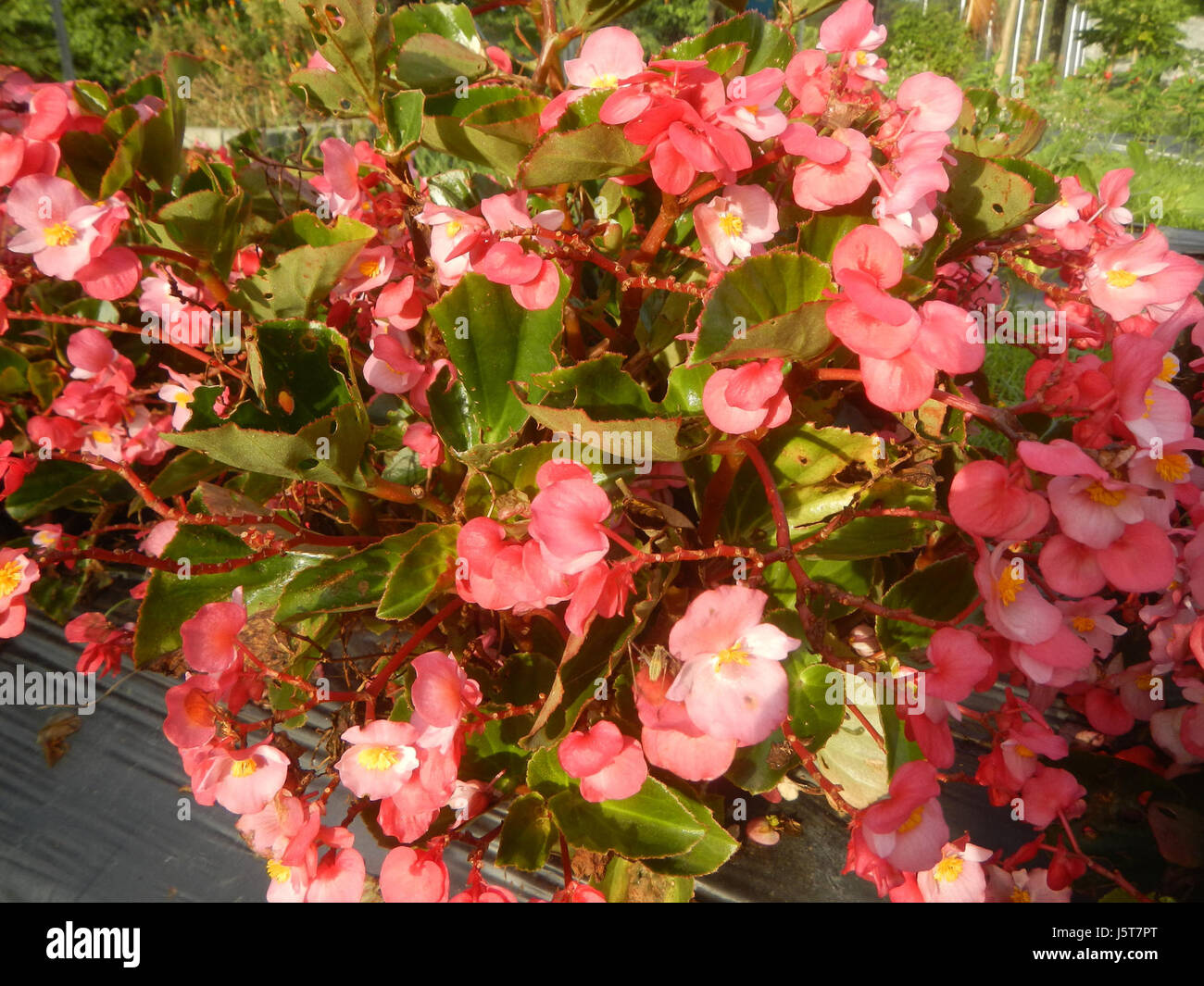 01840 Begonia in the Philippines 03 Stock Photo - Alamy