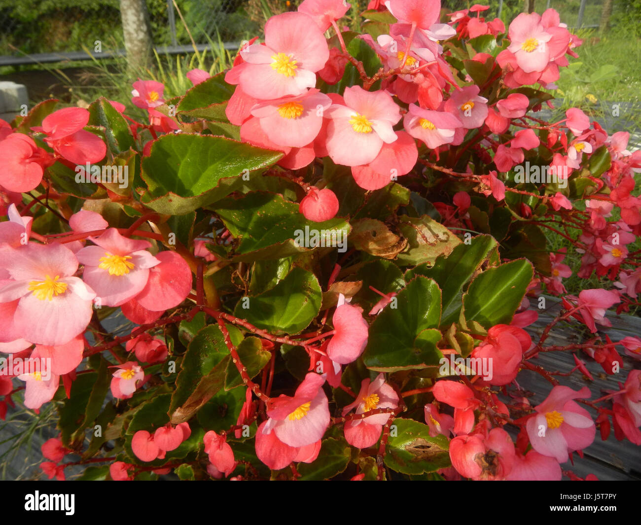 01840 Begonia in the Philippines 05 Stock Photo - Alamy