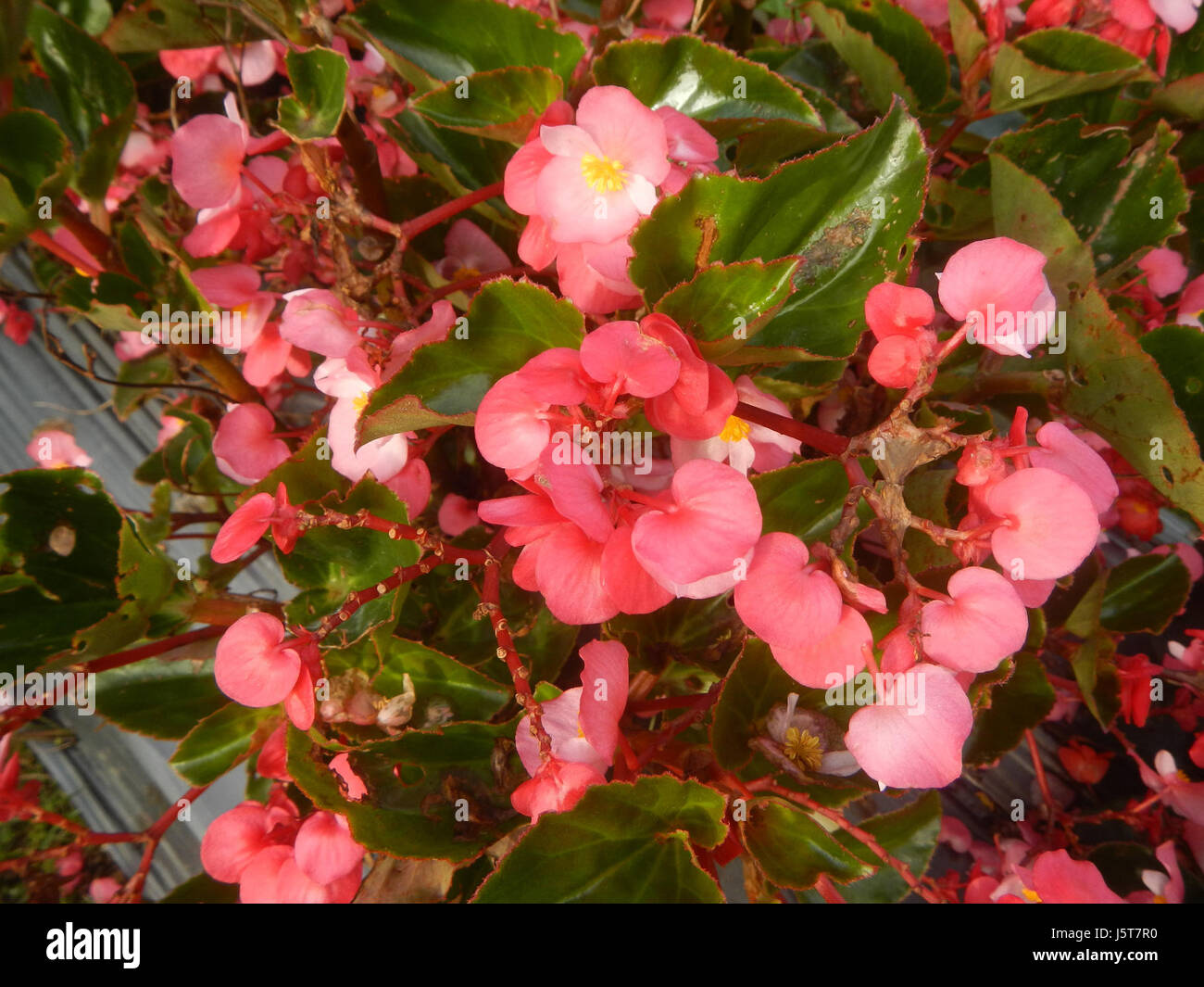 01840 Begonia in the Philippines 06 Stock Photo - Alamy