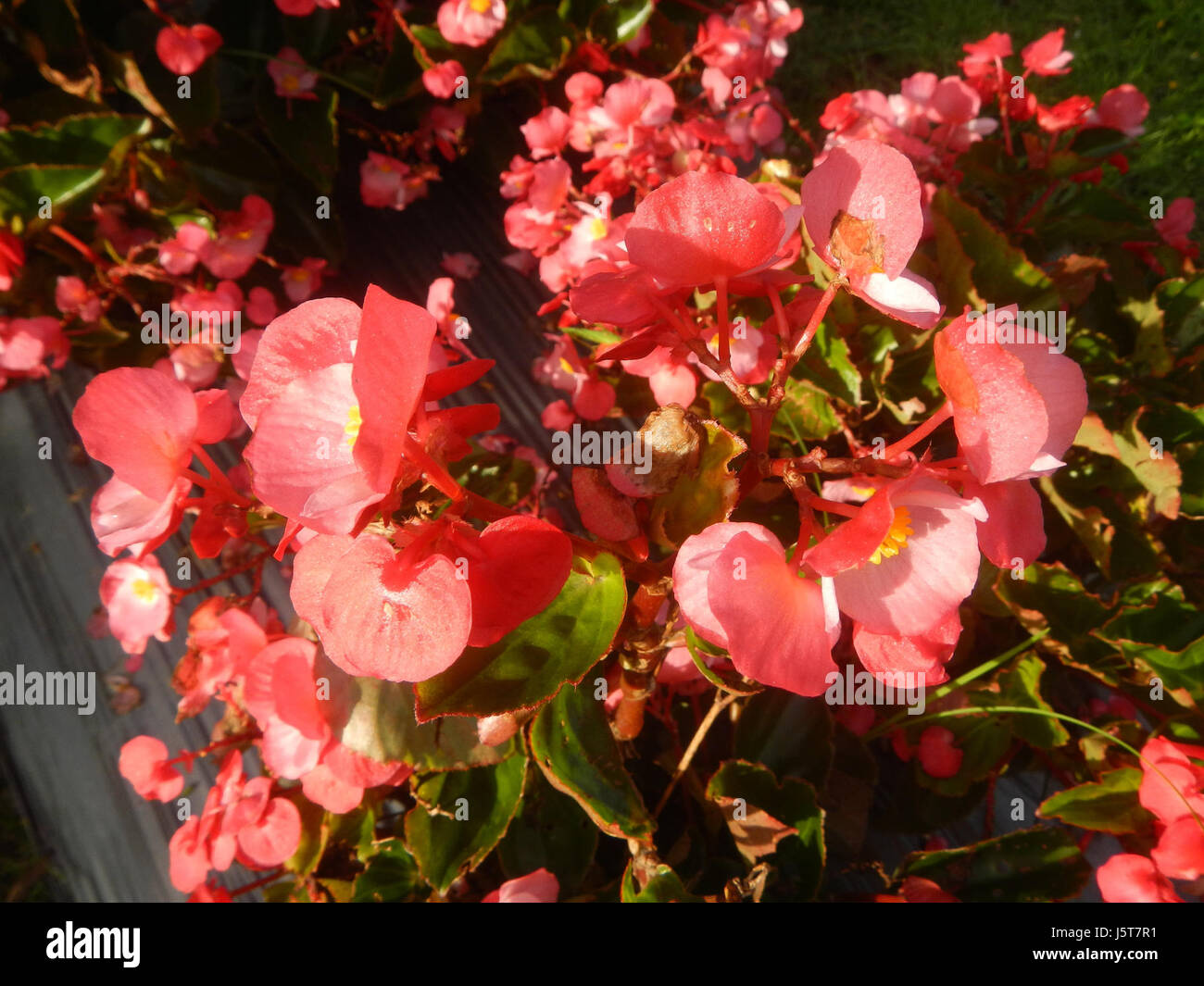 01840 Begonia in the Philippines 07 Stock Photo - Alamy