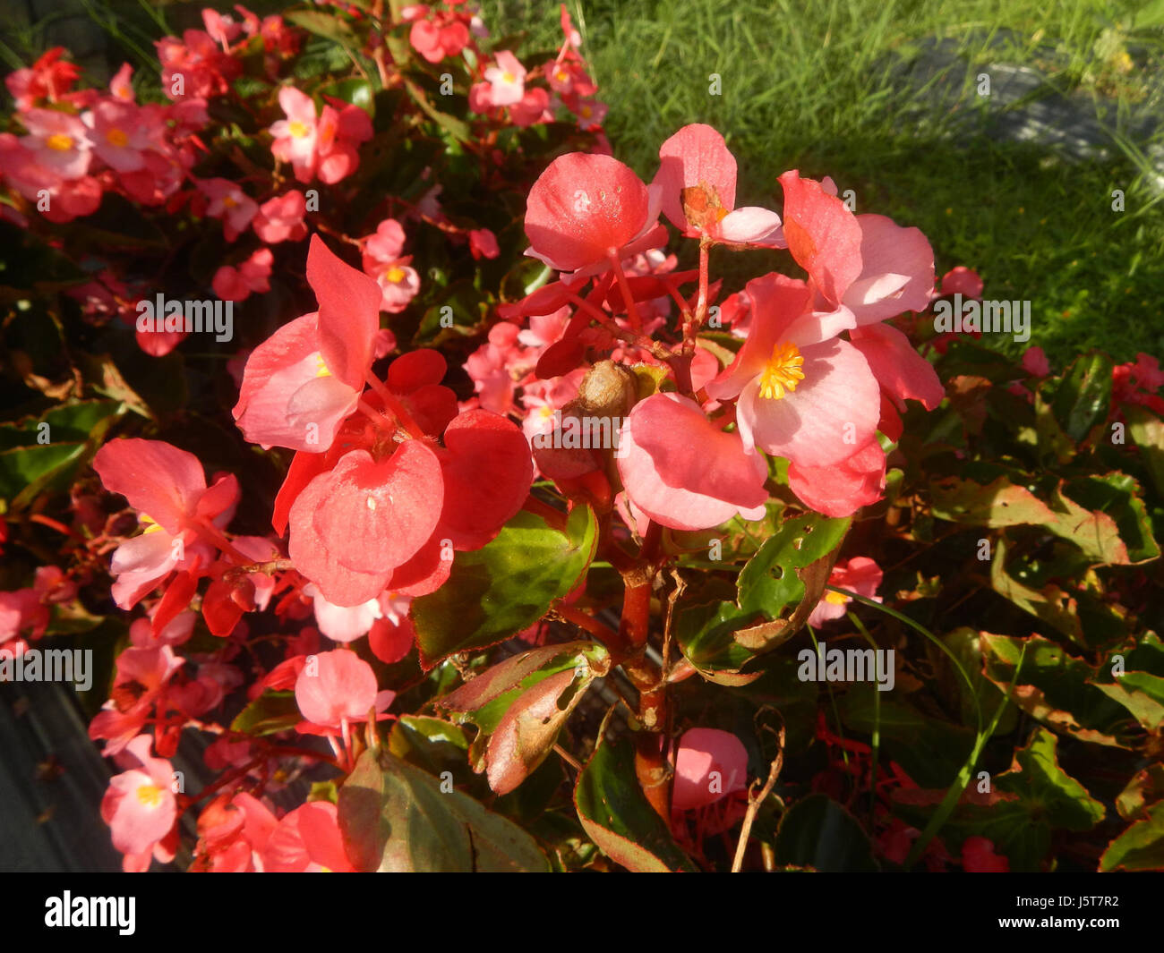 This image features a Begonia plant in the Philippines. Known for its ...
