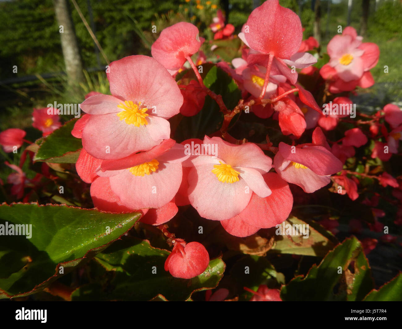 01840 Begonia in the Philippines 10 Stock Photo - Alamy