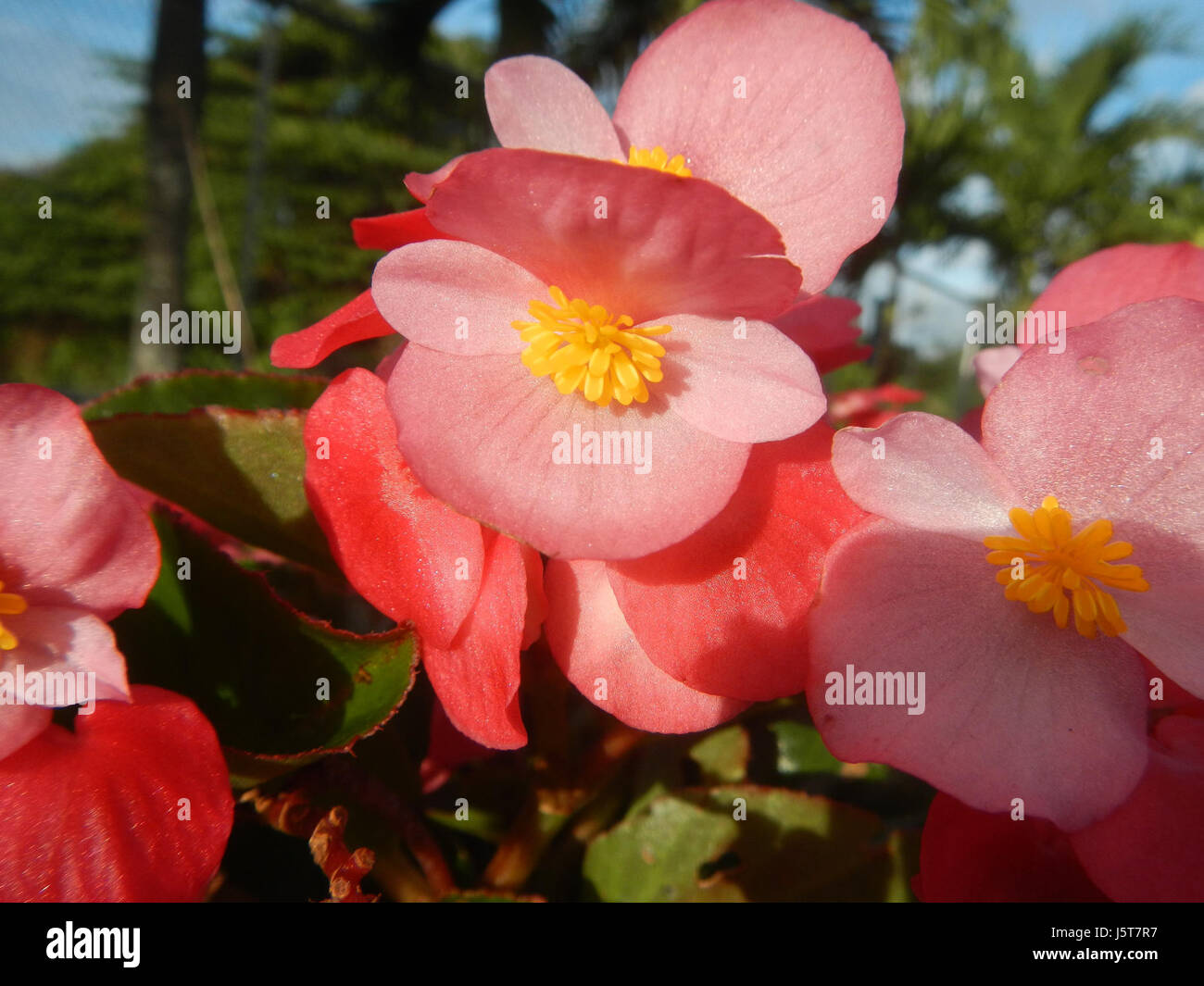 01840 Begonia in the Philippines 13 Stock Photo - Alamy