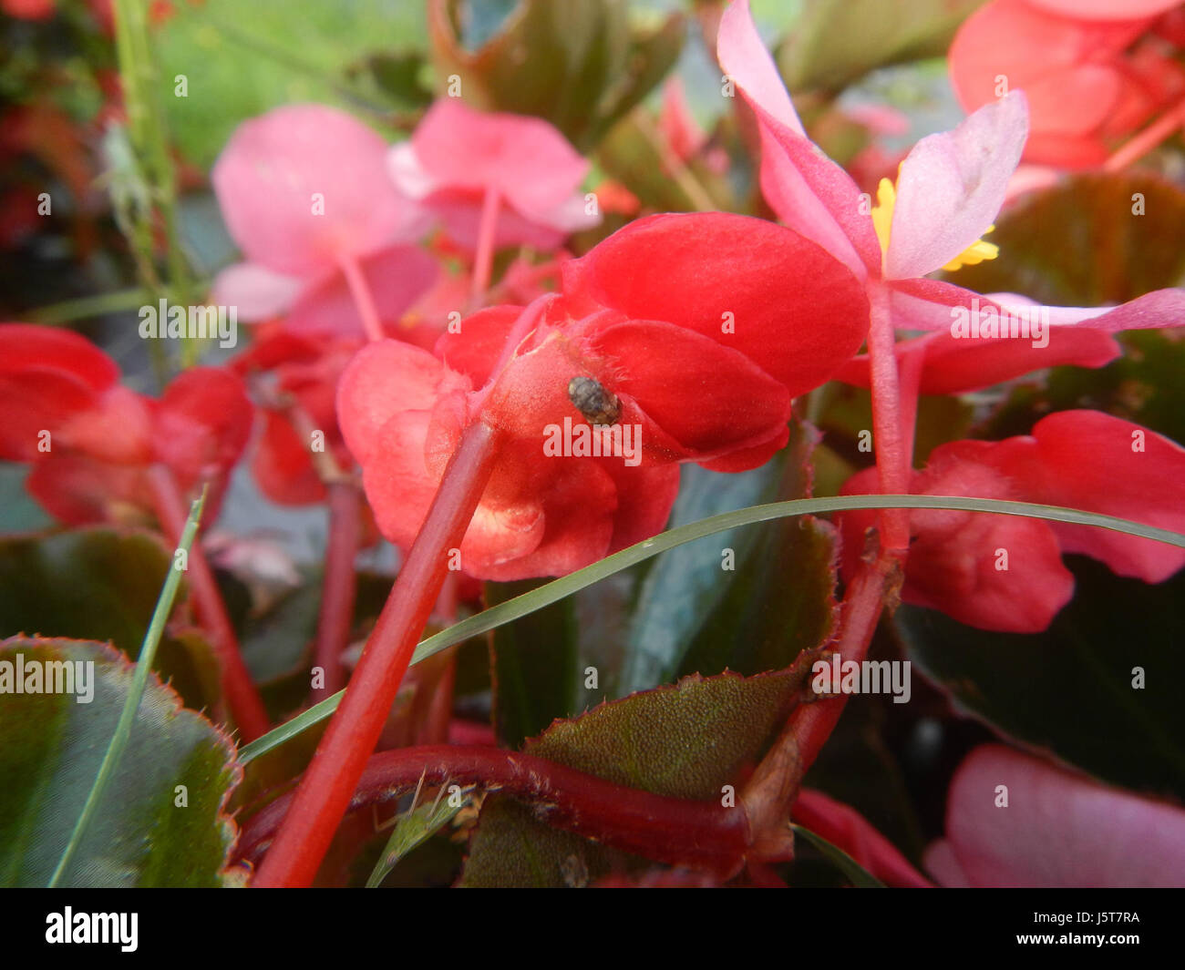 01840 Begonia in the Philippines 15 Stock Photo - Alamy