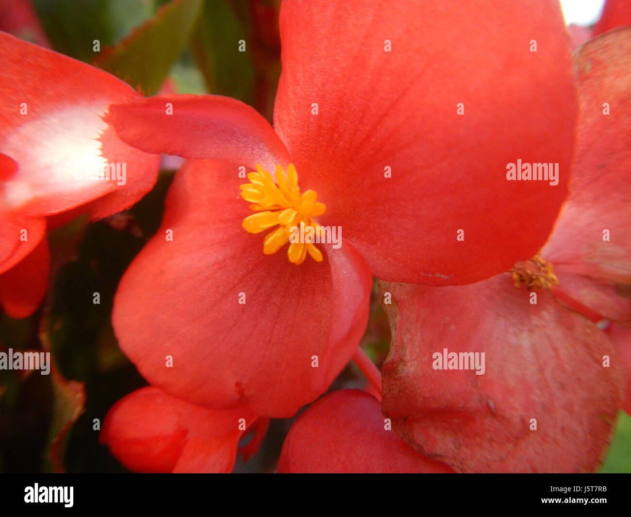 Philippine endemic species hi-res stock photography and images - Alamy