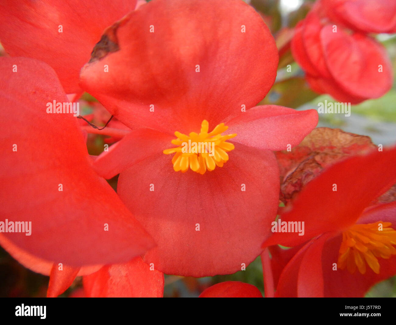 01840 Begonia in the Philippines 17 Stock Photo - Alamy