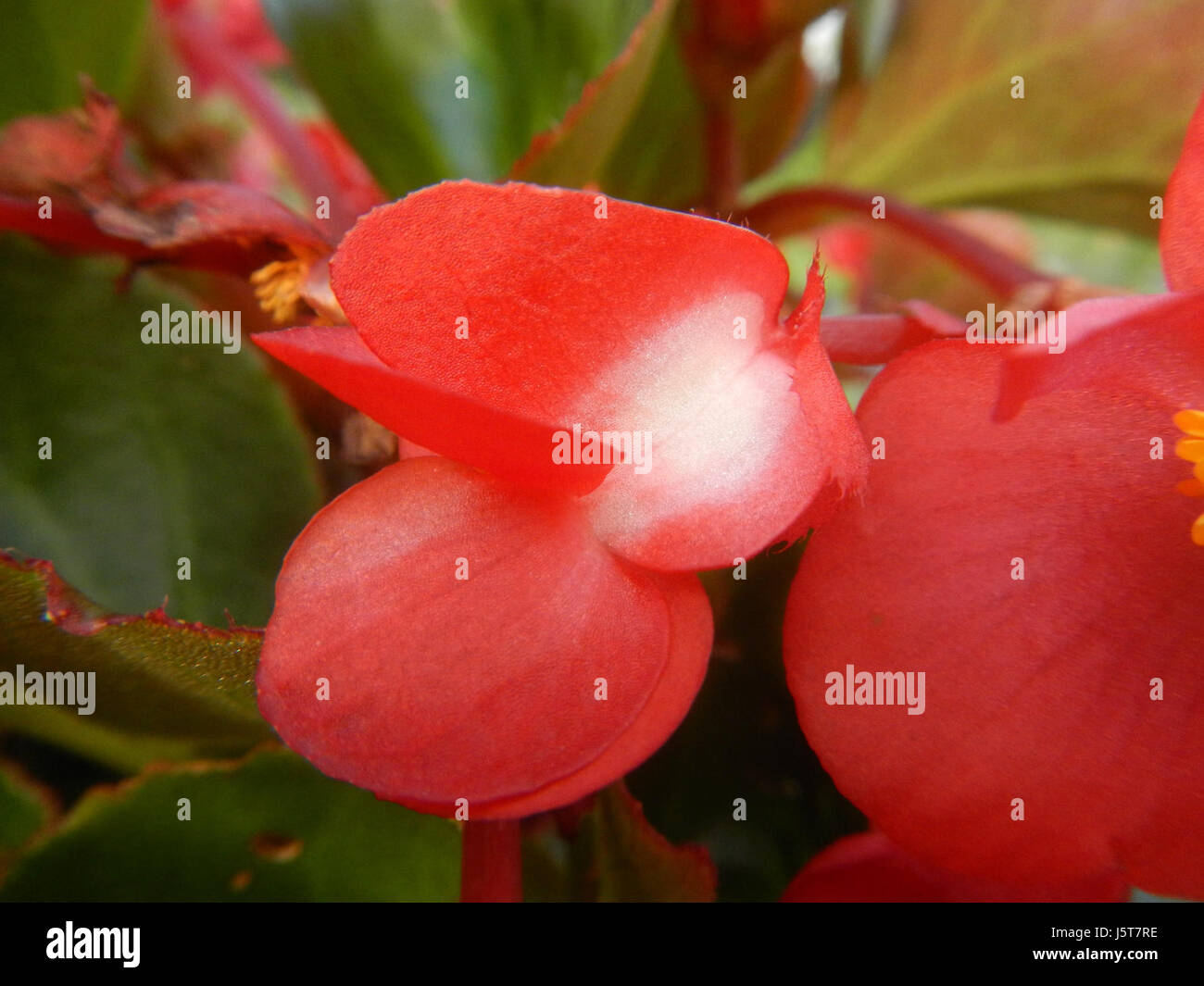 01840 Begonia in the Philippines 18 Stock Photo - Alamy