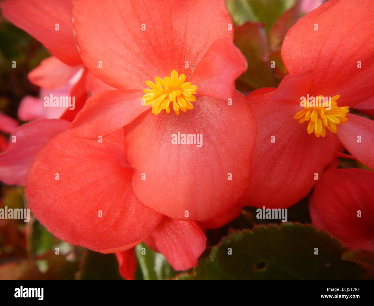 Endemic species in philippines hi-res stock photography and images - Alamy