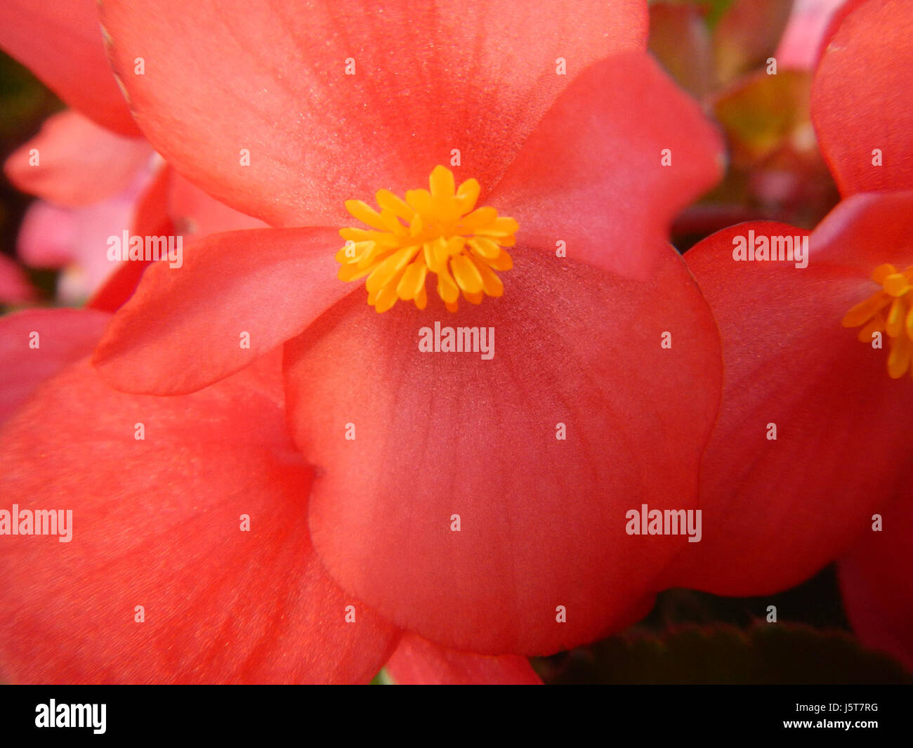 01840 Begonia in the Philippines 20 Stock Photo - Alamy