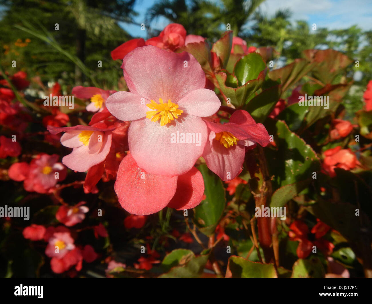 Begonias flowers plants hi-res stock photography and images - Alamy