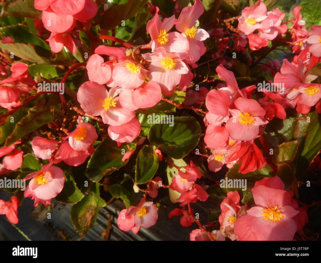 01866 Begonia in the Philippines 04 Stock Photo - Alamy