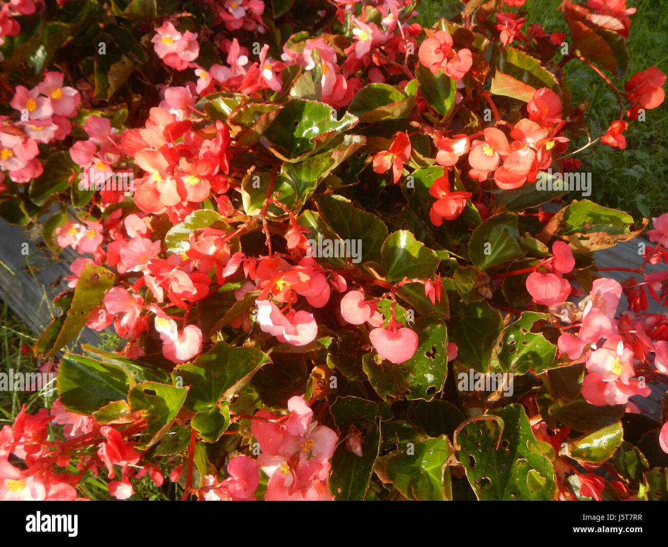 01866 Begonia in the Philippines 05 Stock Photo - Alamy