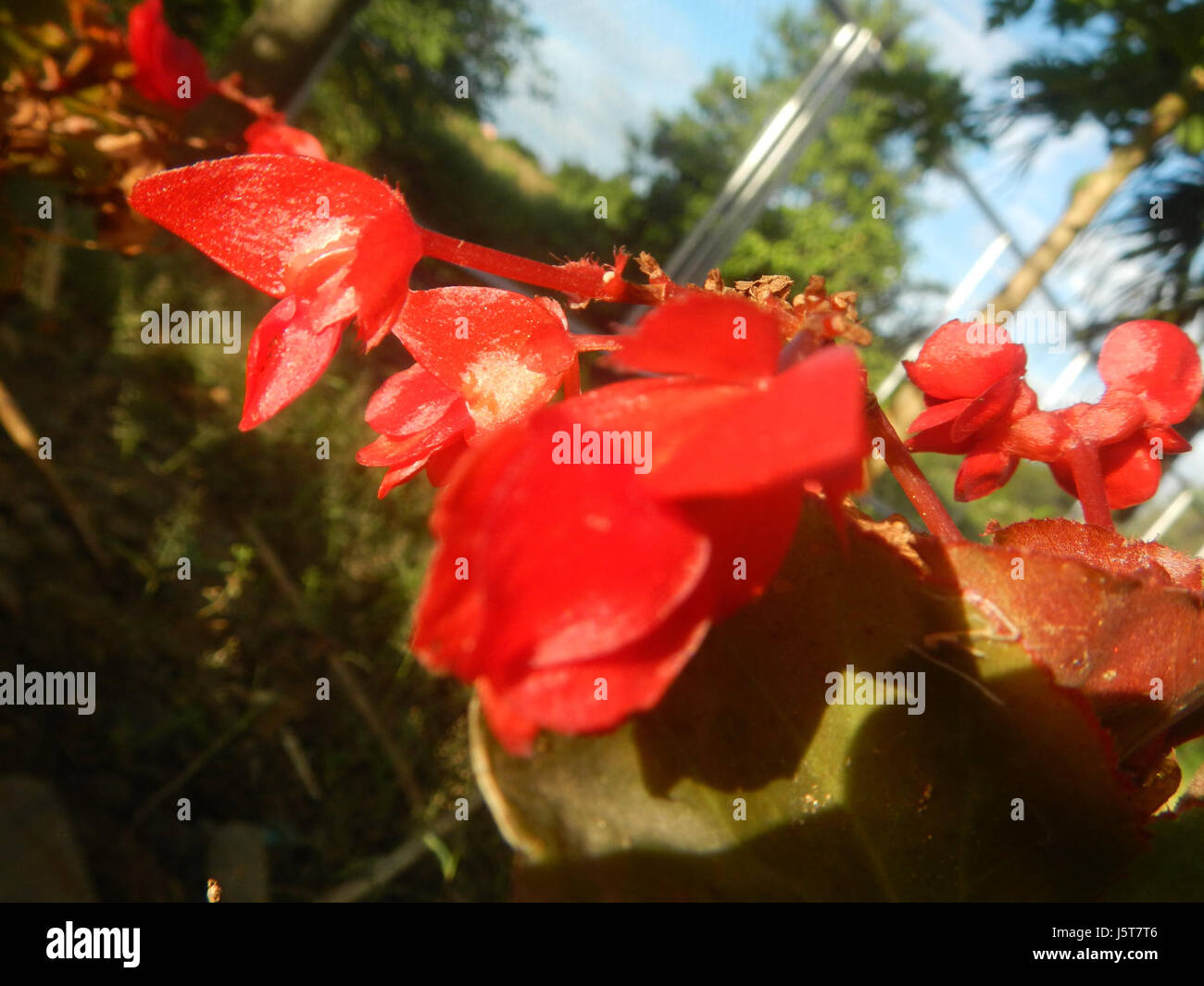 01866 Begonia in the Philippines 07 Stock Photo - Alamy