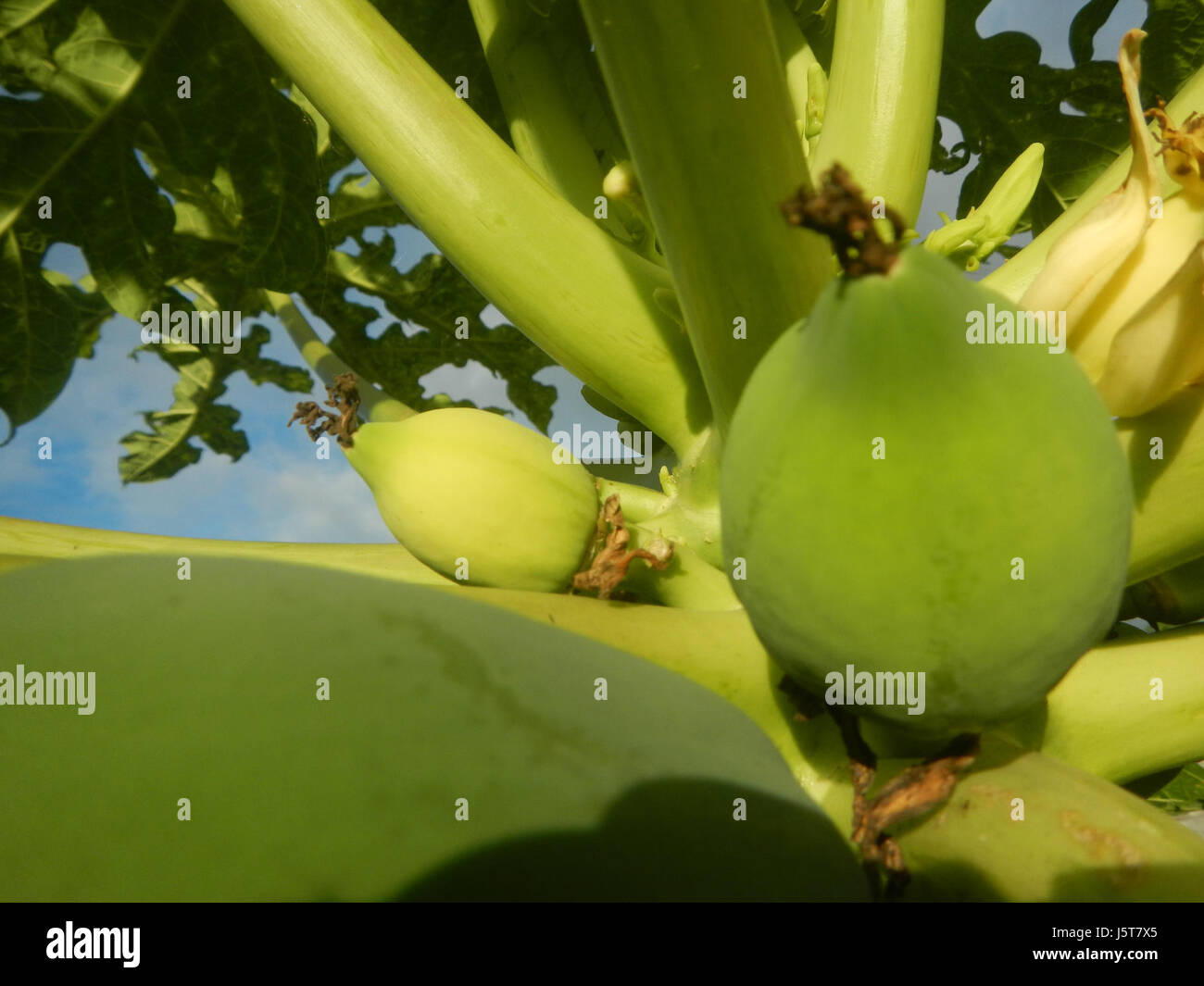 This image features young fruits of the Carica papaya plant, commonly ...