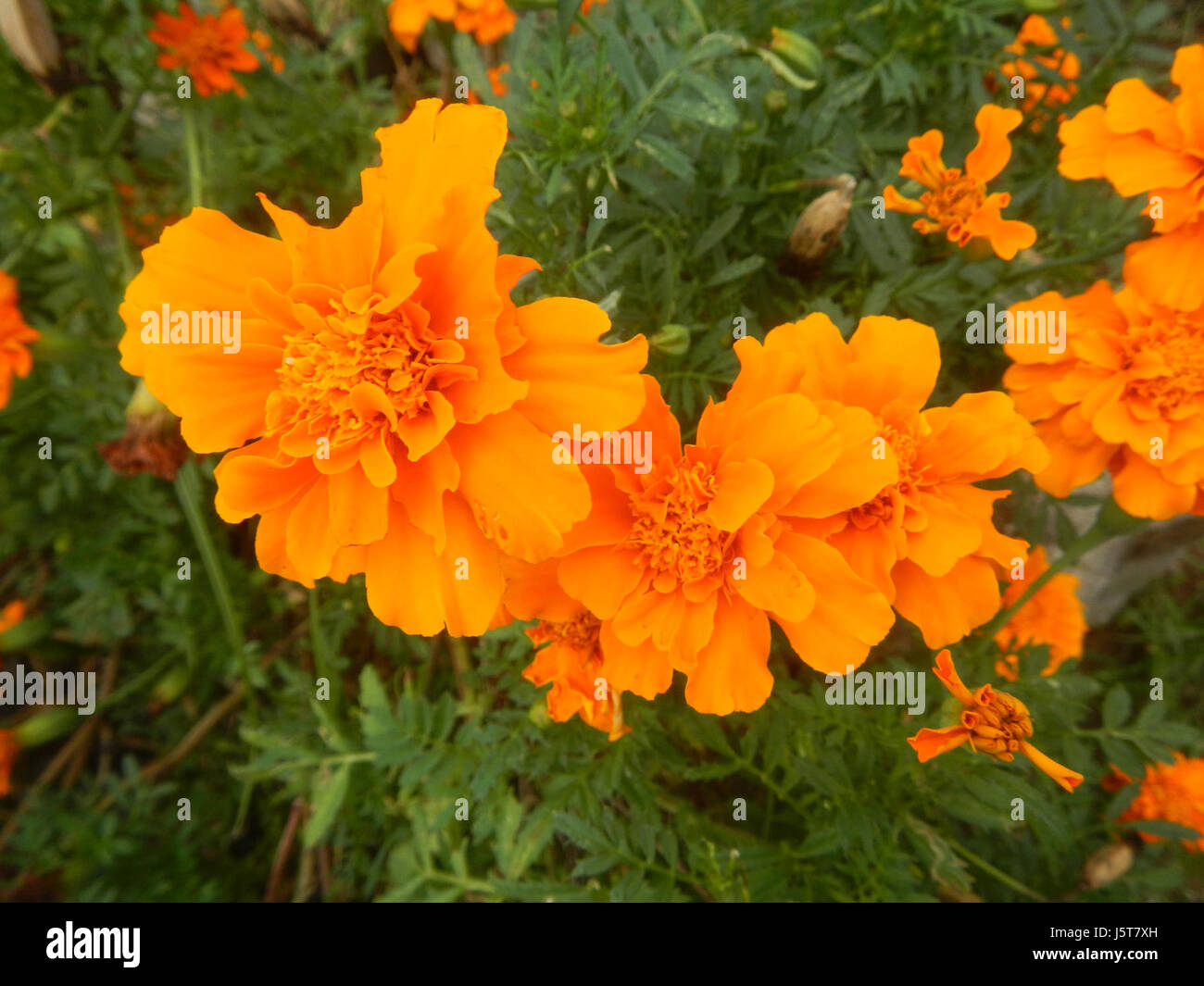 The image features Tagetes, also known as French Marigold, grown in ...