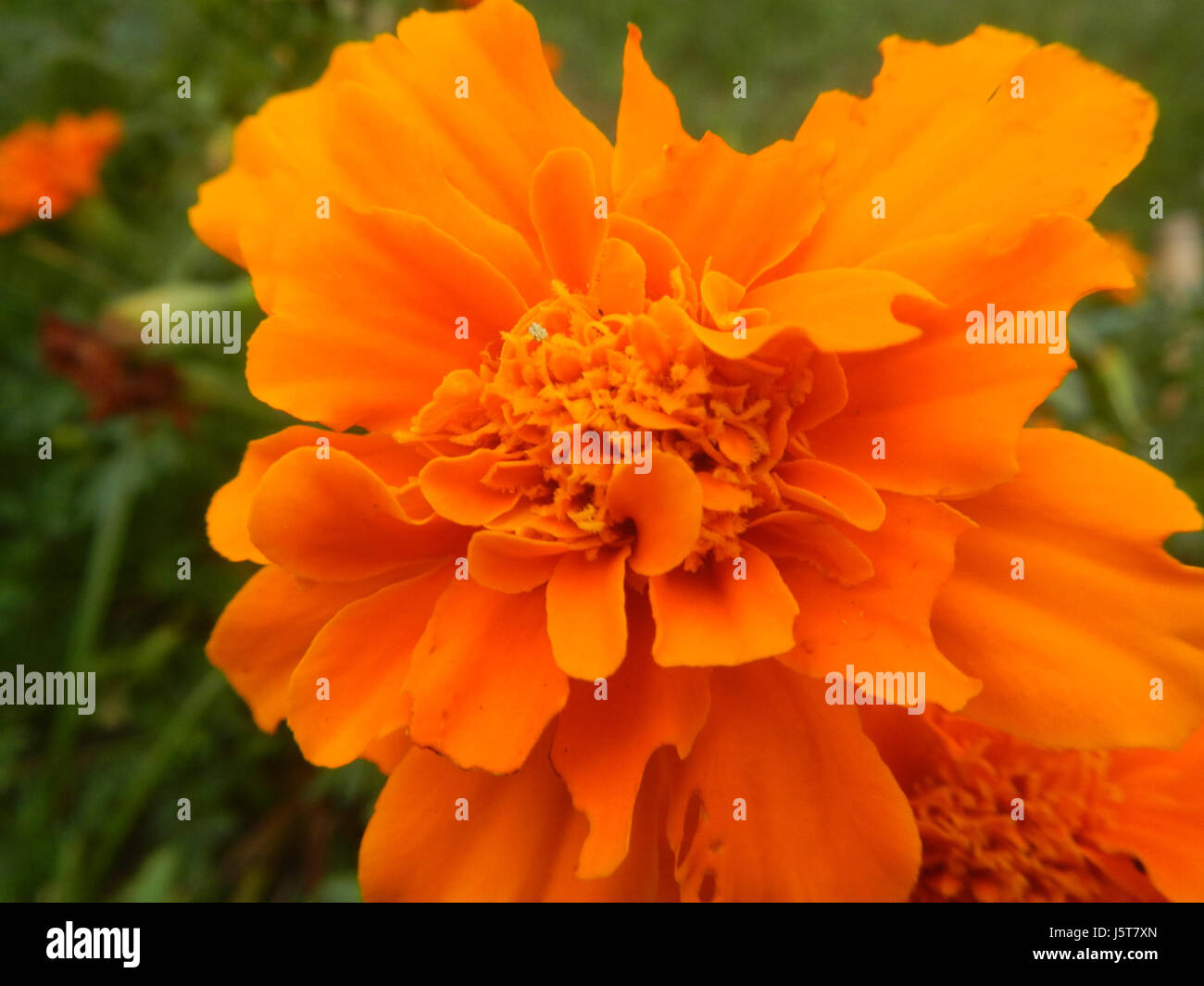 Tagetes, commonly known as French Marigold, is a vibrant flower native ...