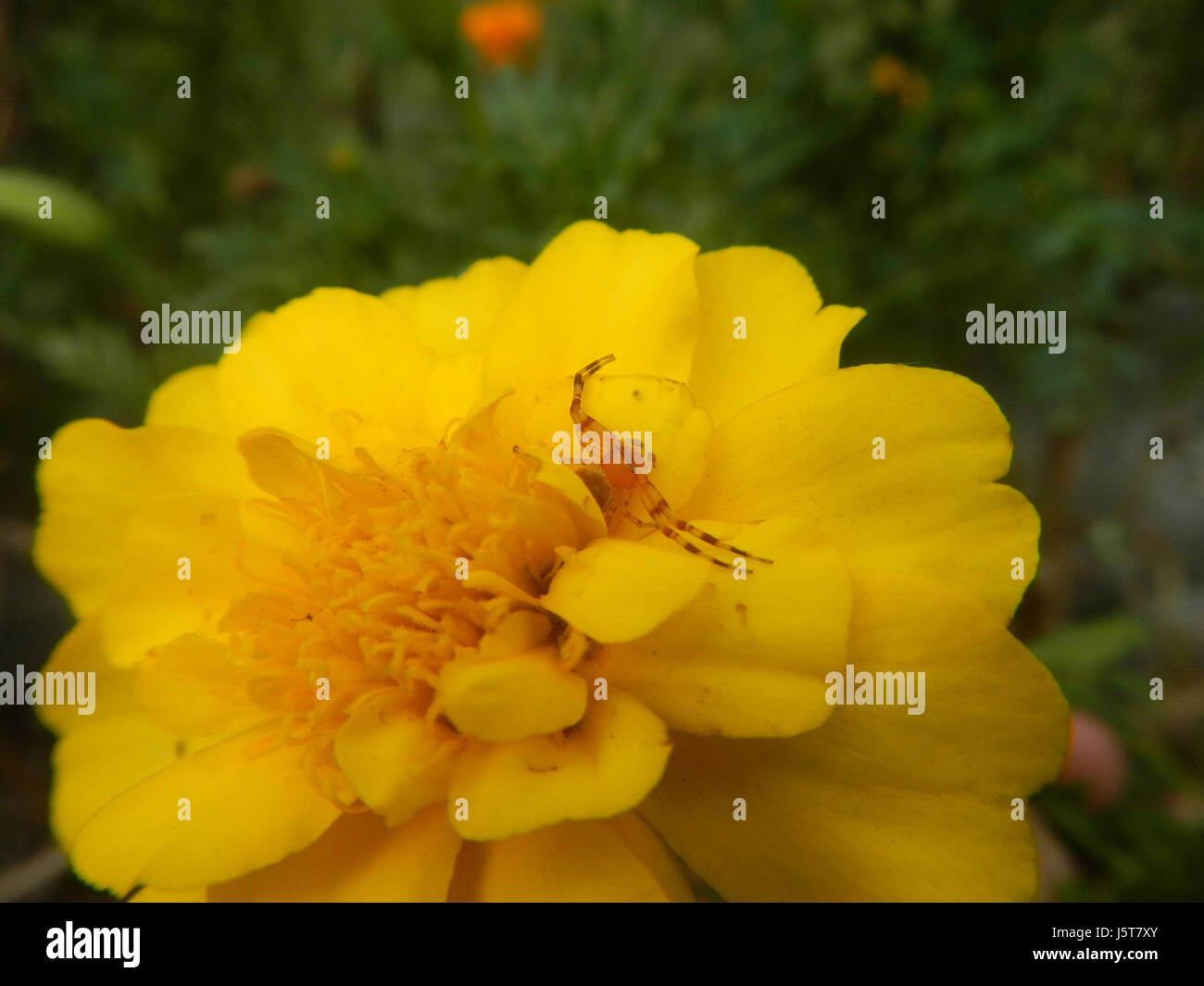 Image shows variety colorful hi-res stock photography and images - Alamy