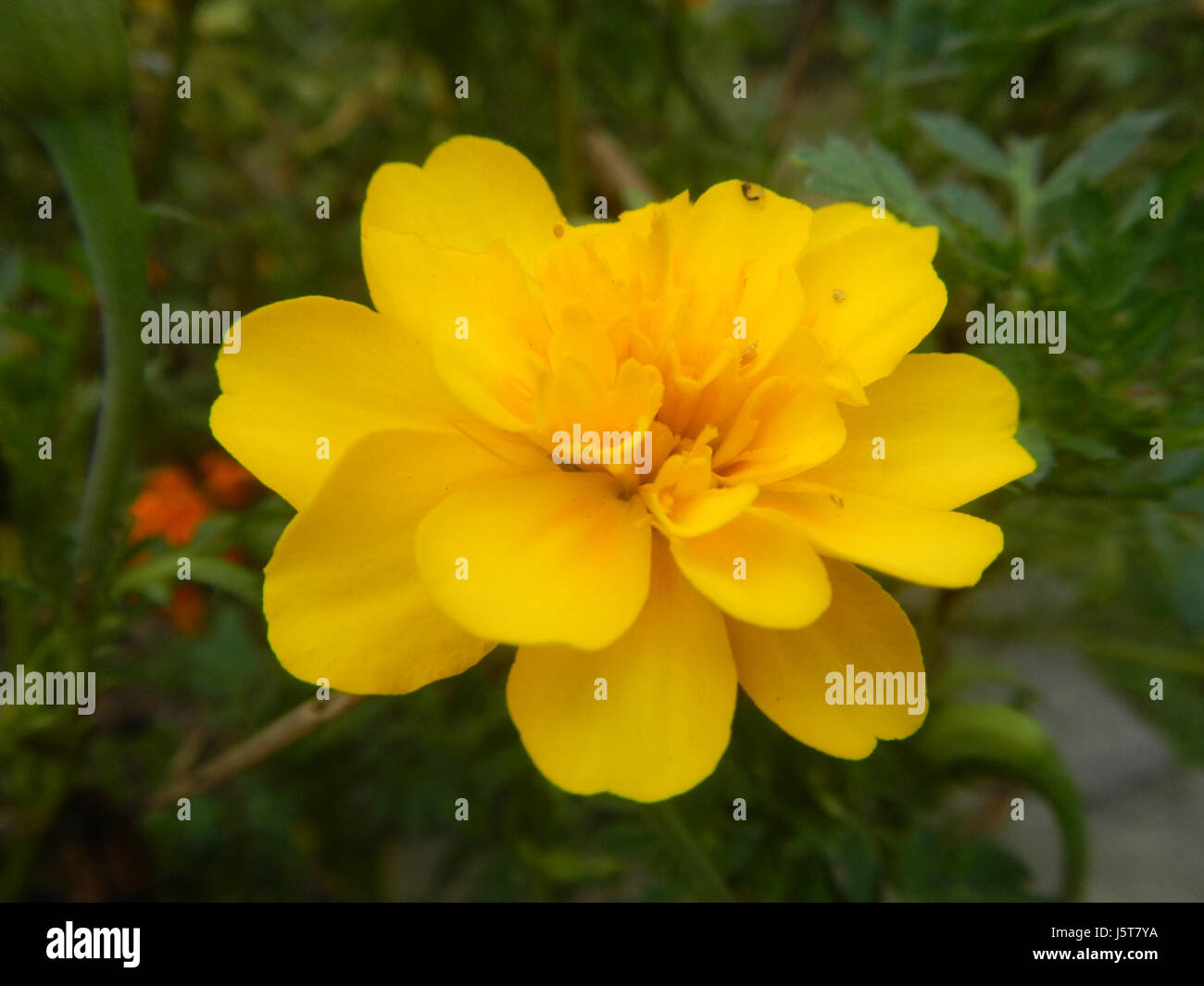 Tagetes, commonly known as French Marigold, is a popular flower in ...