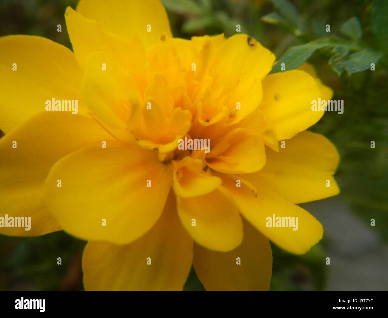 The French Marigold (Tagetes patula) is a popular flowering plant ...