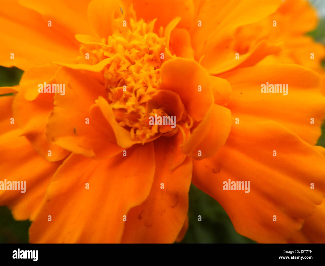 Tagetes, commonly known as French Marigold, is a vibrant flowering ...