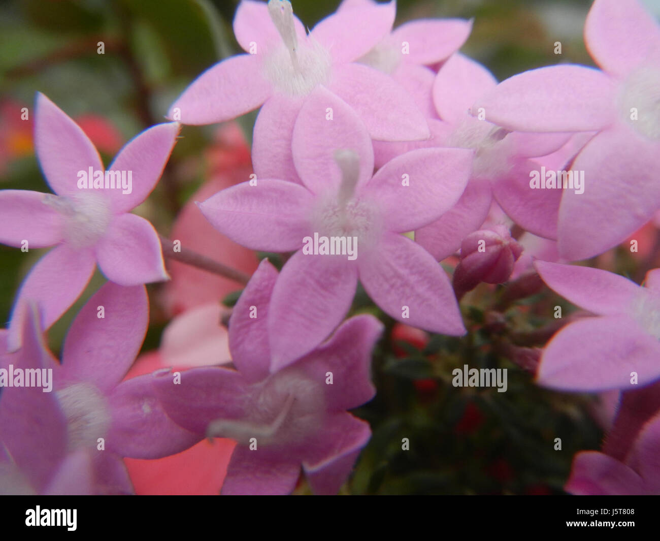 Pentas lanceolata, commonly known as Egyptian star cluster, is a ...