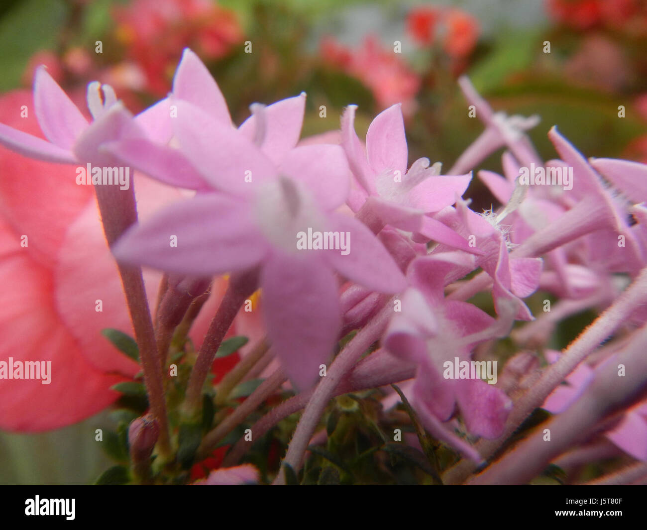Pentas lanceolata, commonly known as the pink variety, is a flowering ...