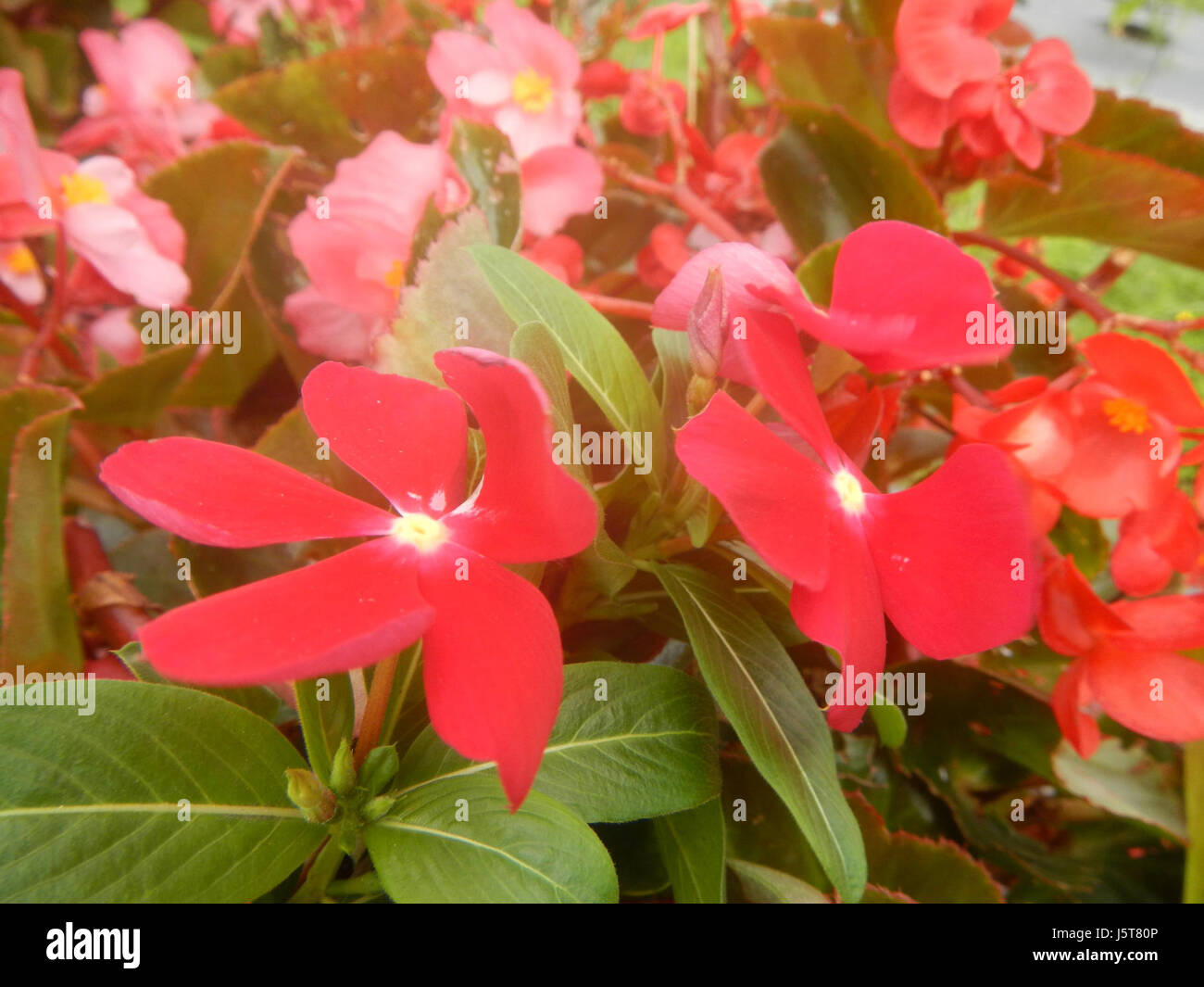The image shows close-ups of Vinca flowers from the 'Pacifica Mixed ...