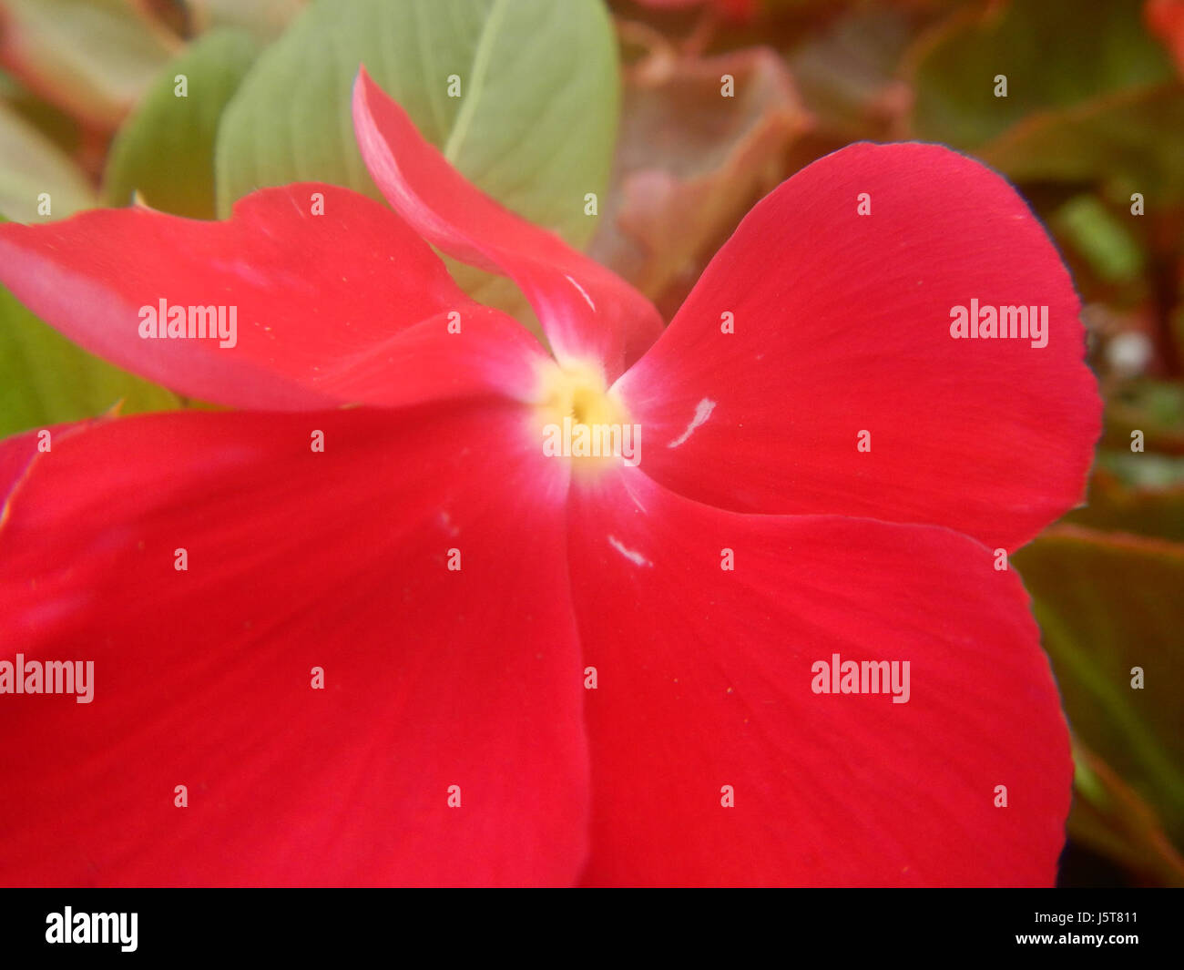 This image features close-up shots of Pacifica mixed Vinca flowers ...