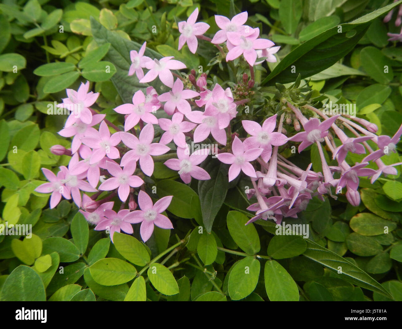Pentas lanceolata, also known as the Egyptian starflower, is a popular ...