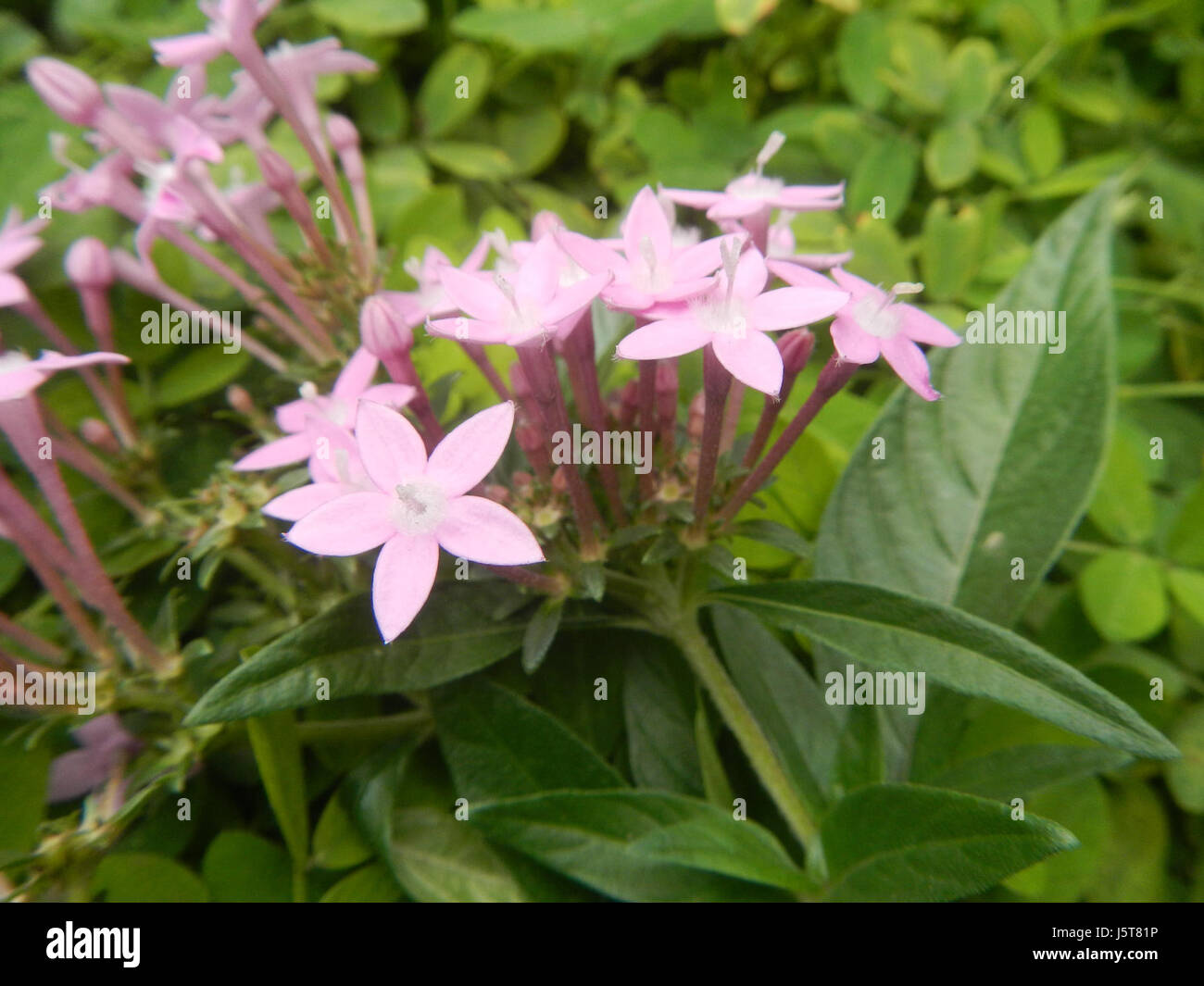 Pentas lanceolata commonly known hi-res stock photography and images ...